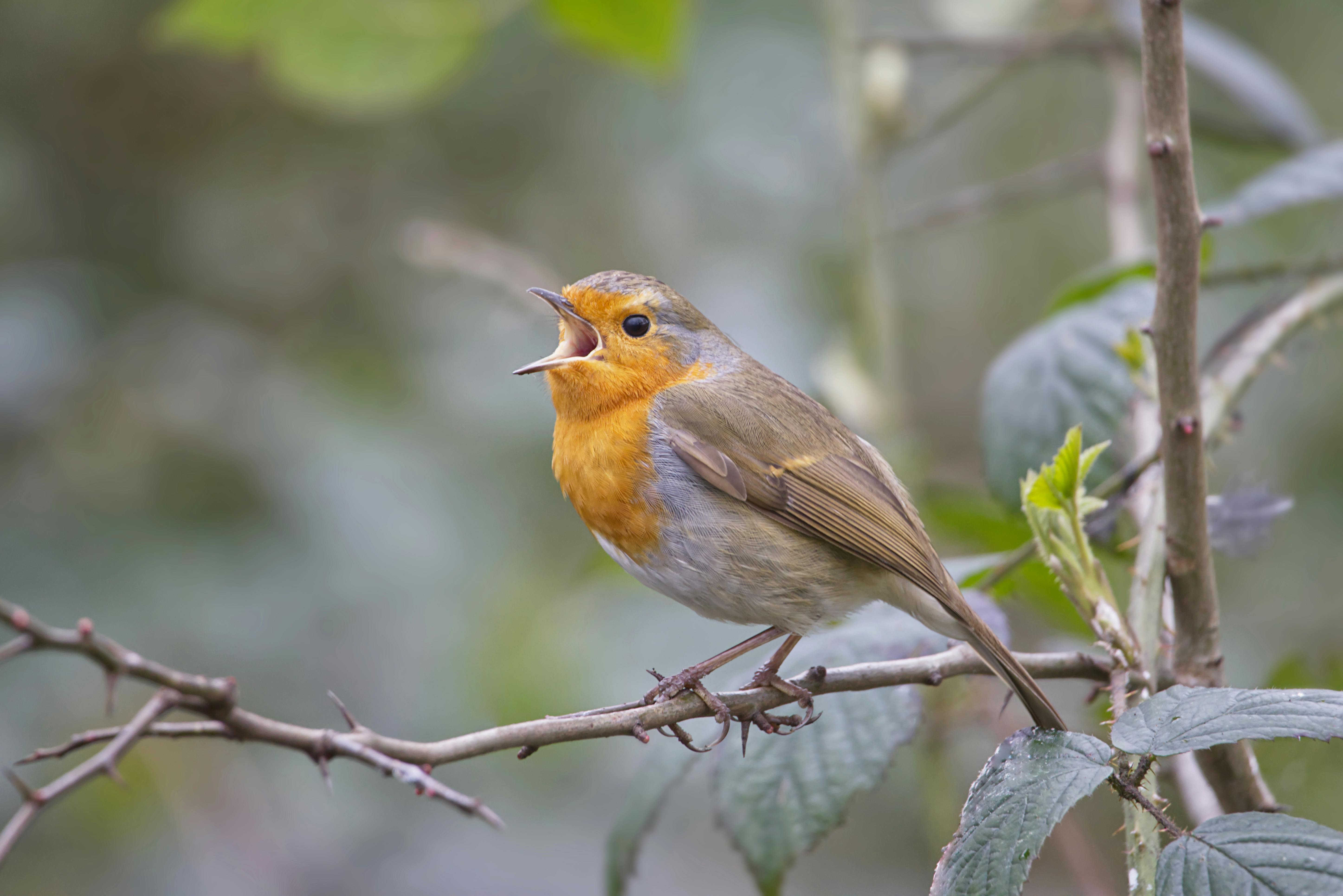Close-Up Photograph of a Robin Bird · Free Stock Photo