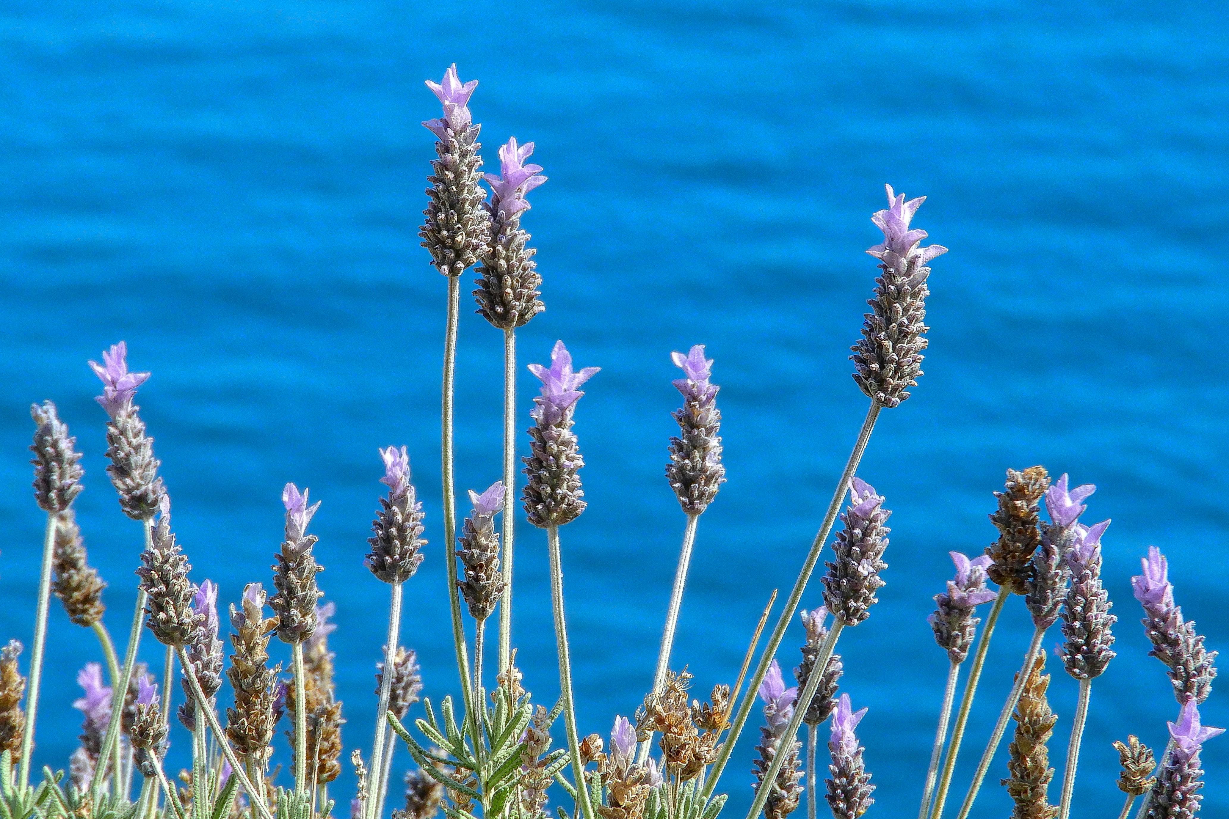 Purple Flowers Near Shore Photos, Download The BEST Free Purple Flowers ...