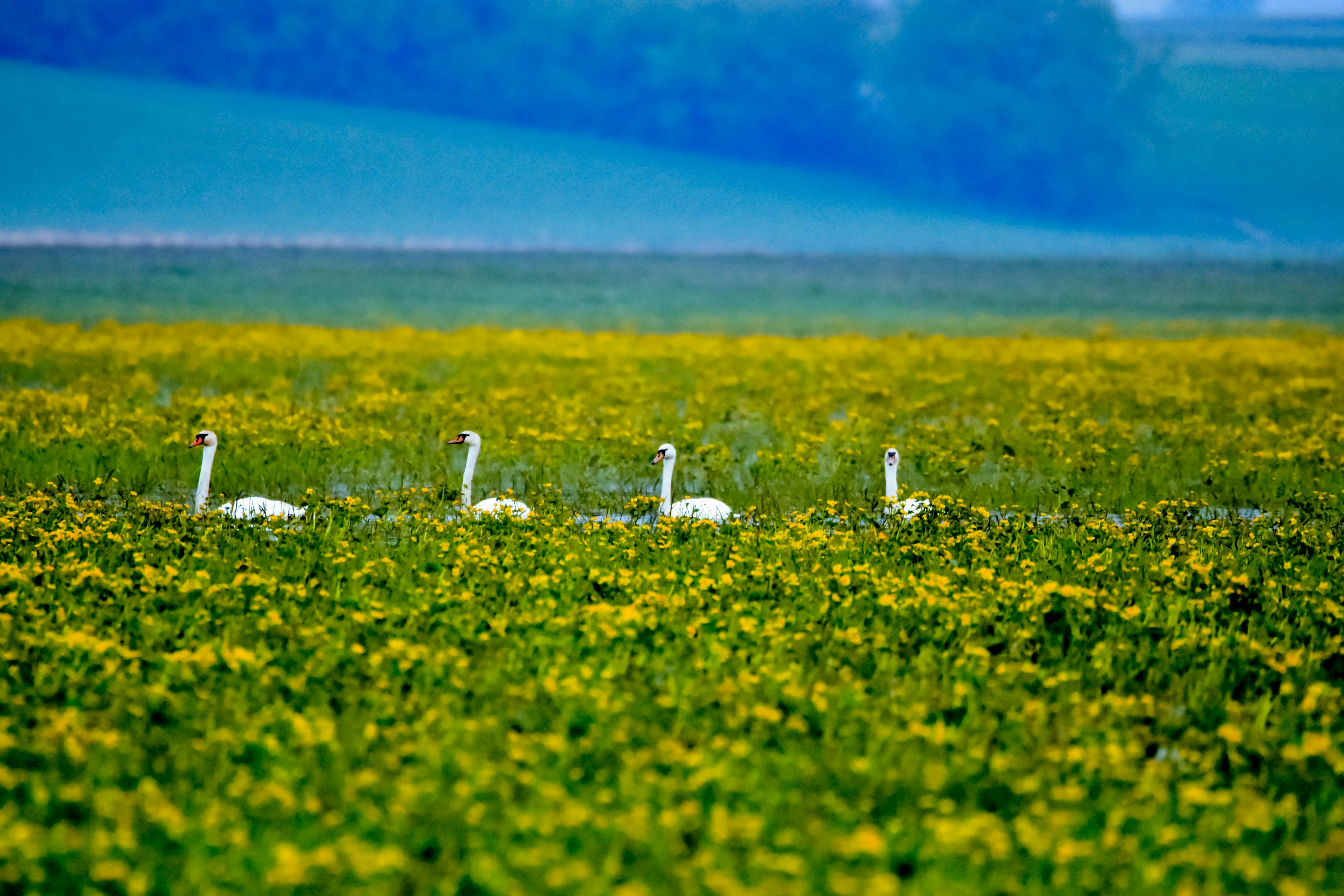 Birds In Field Photos, Download The BEST Free Birds In Field Stock ...