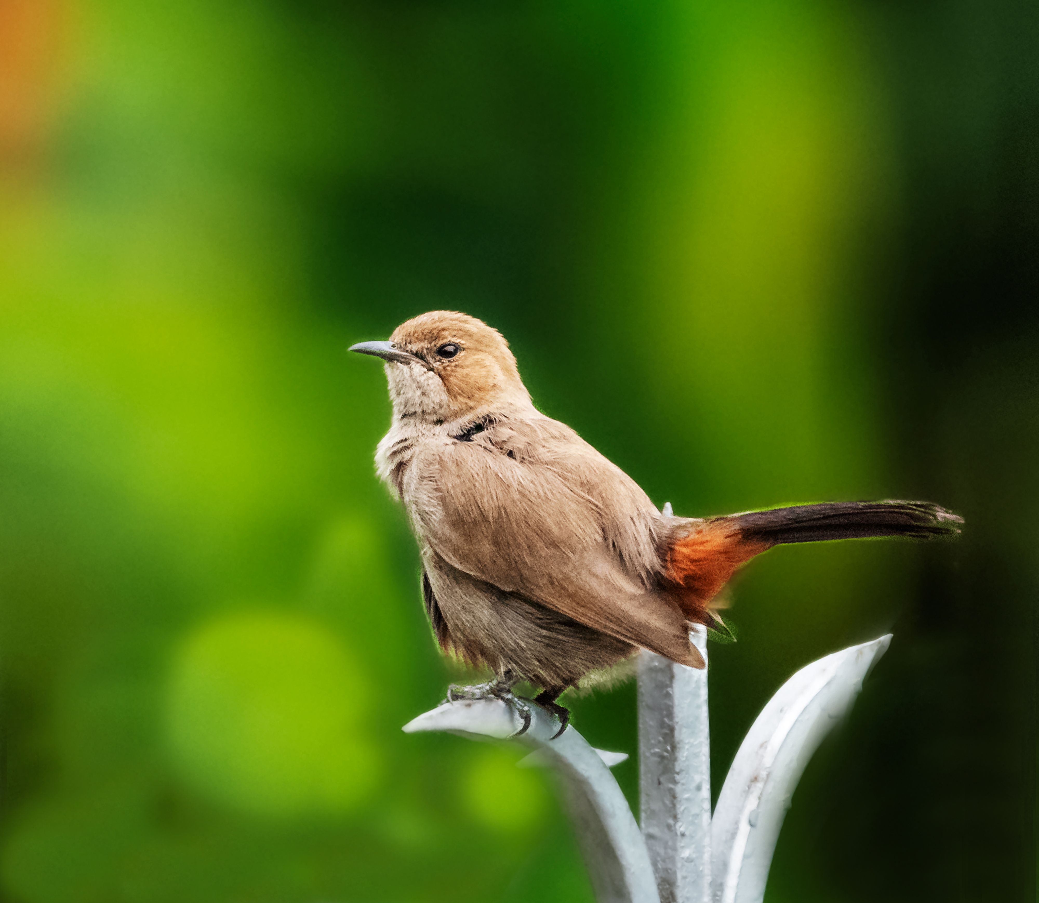 A Robin Perched on a Fence Railhead · Free Stock Photo