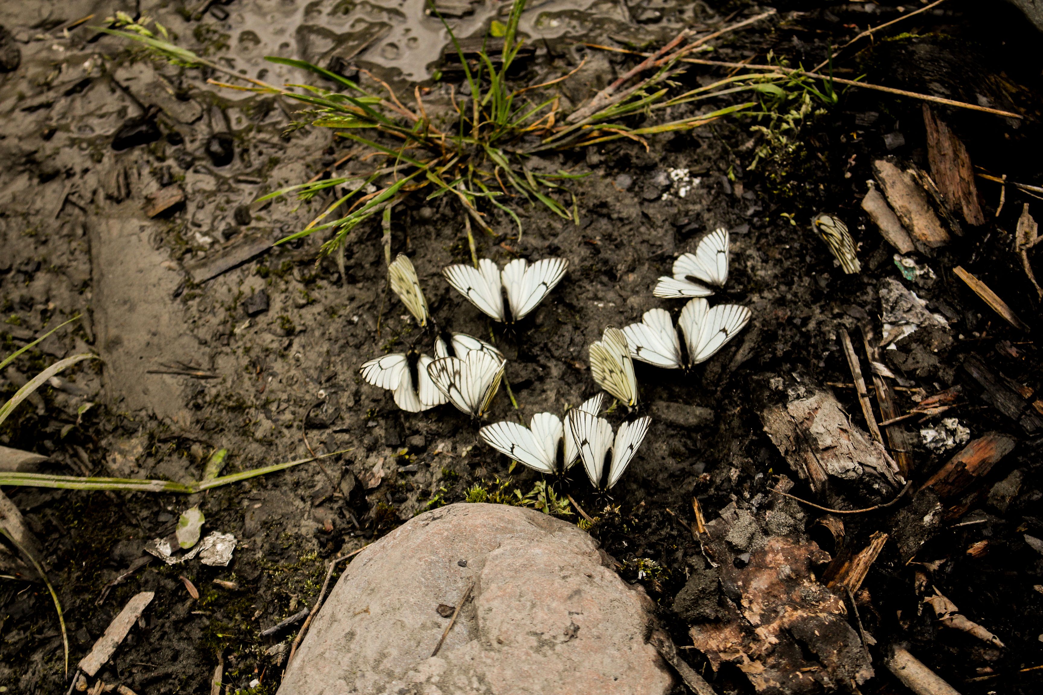 Close up of Black Butterflies · Free Stock Photo