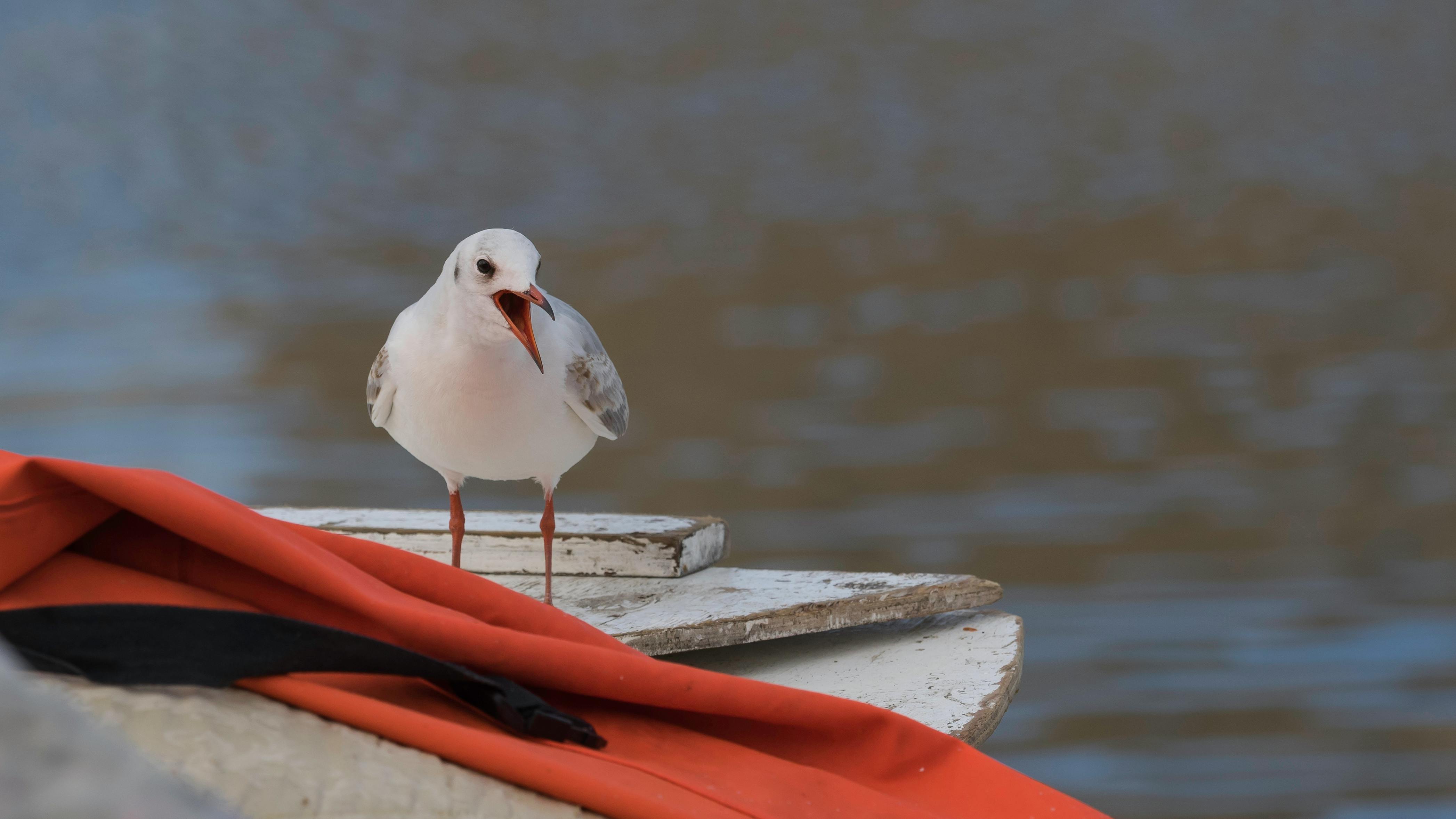 Close-Up Shot of a Seagull · Free Stock Photo