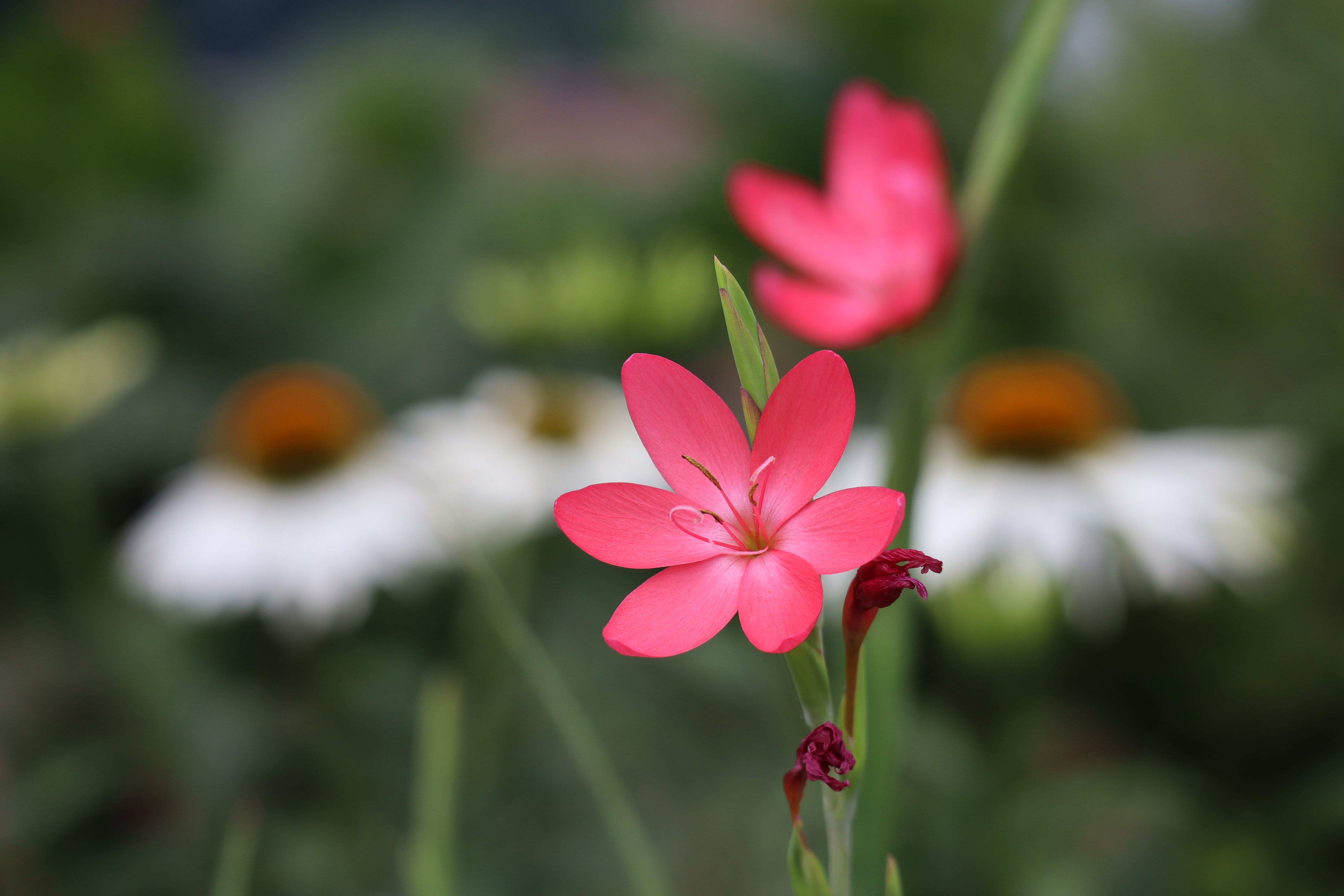 Close-Up Photo of a Red River Lily · Free Stock Photo