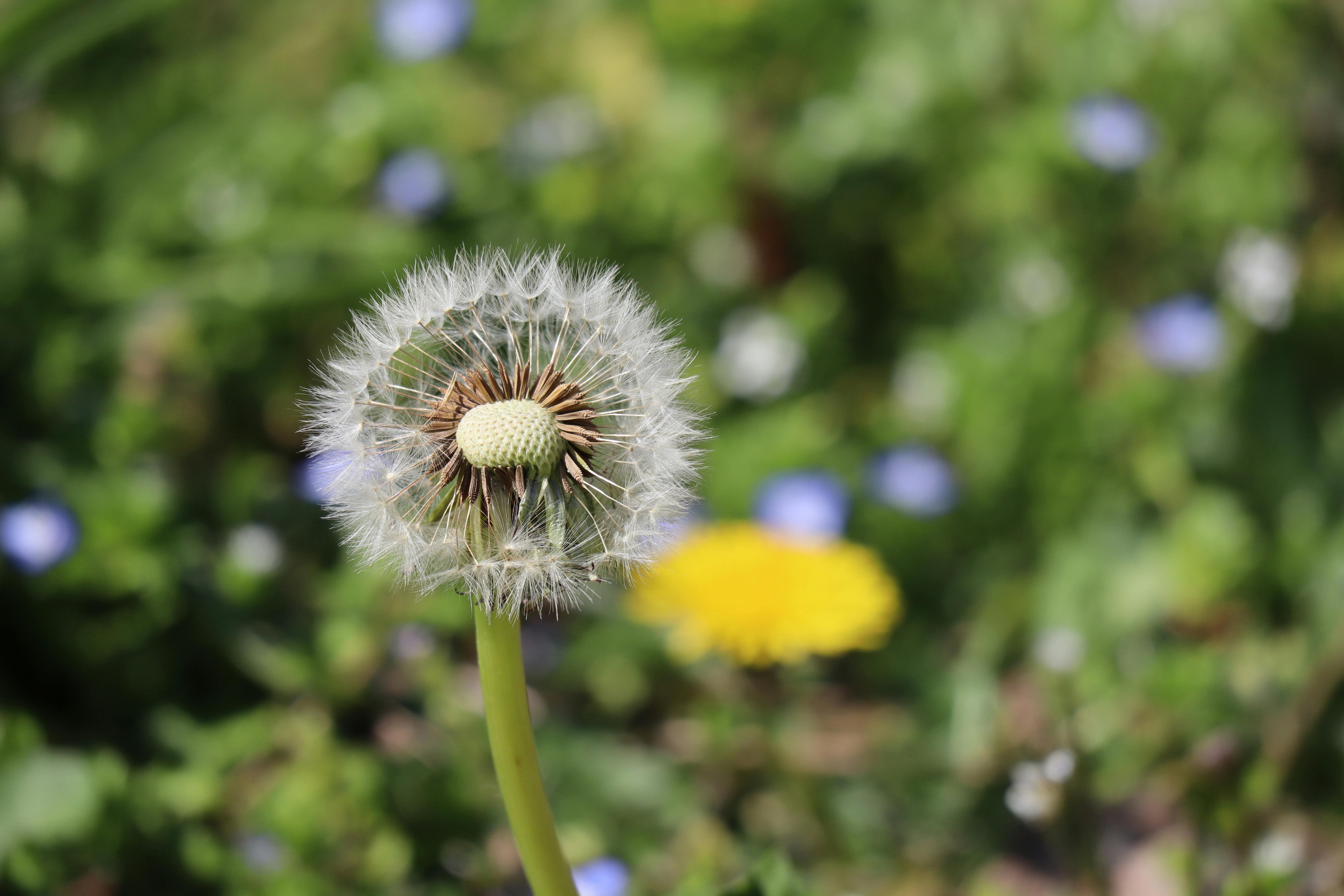 White Dandelion Flower Field · Free Stock Photo