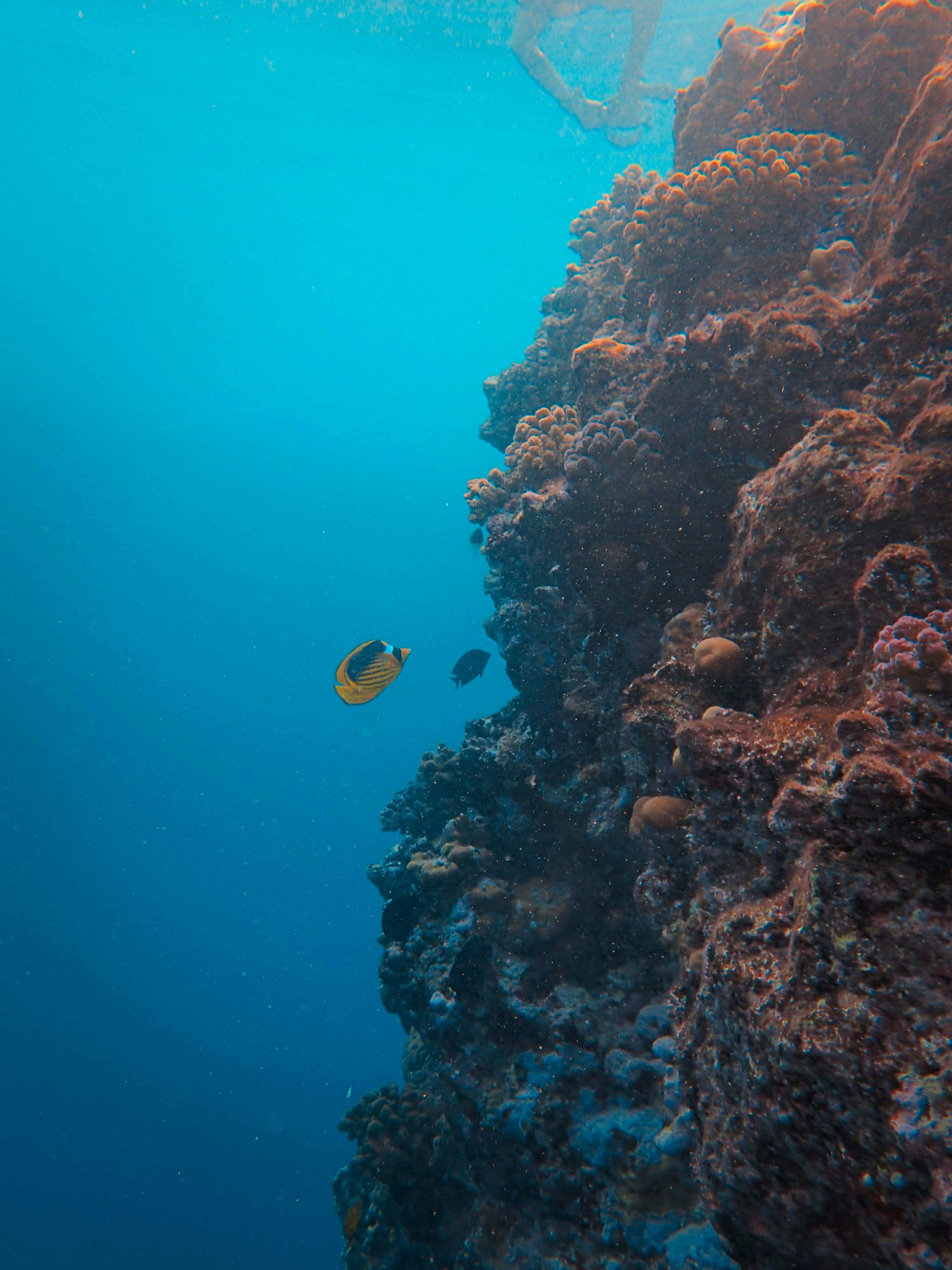 Brown Aquarium Fish · Free Stock Photo