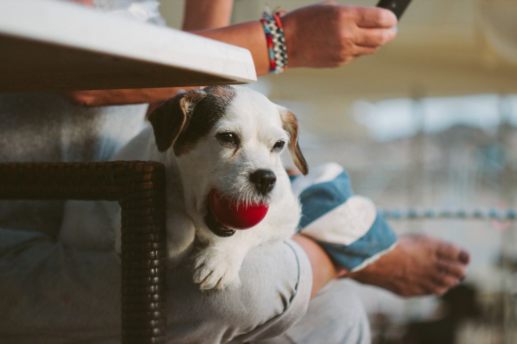 Fixing Swimmer Puppy Syndrome: A Comprehensive Guide