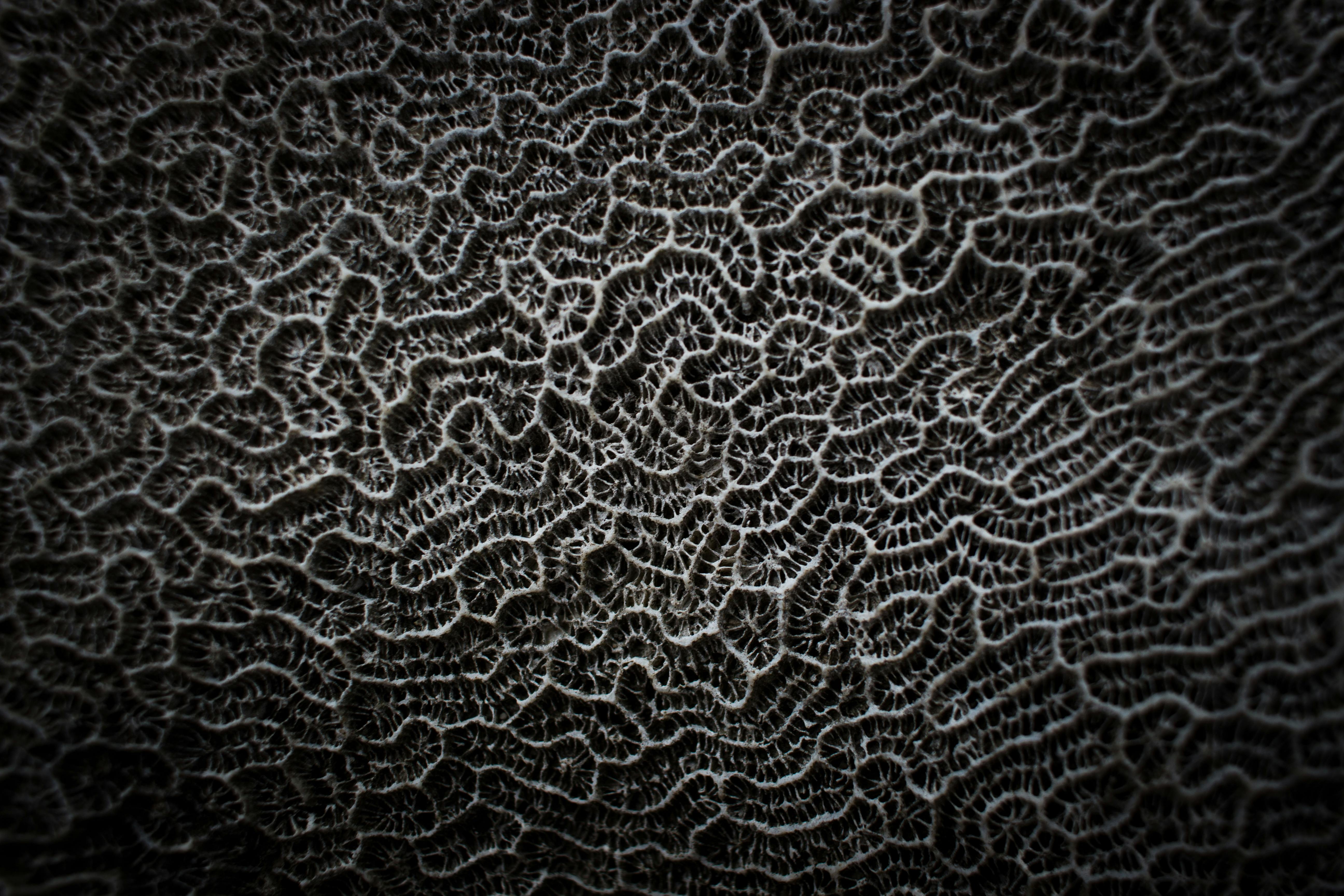 Intricate Texture of Coral Surface Patterns · Free Stock Photo