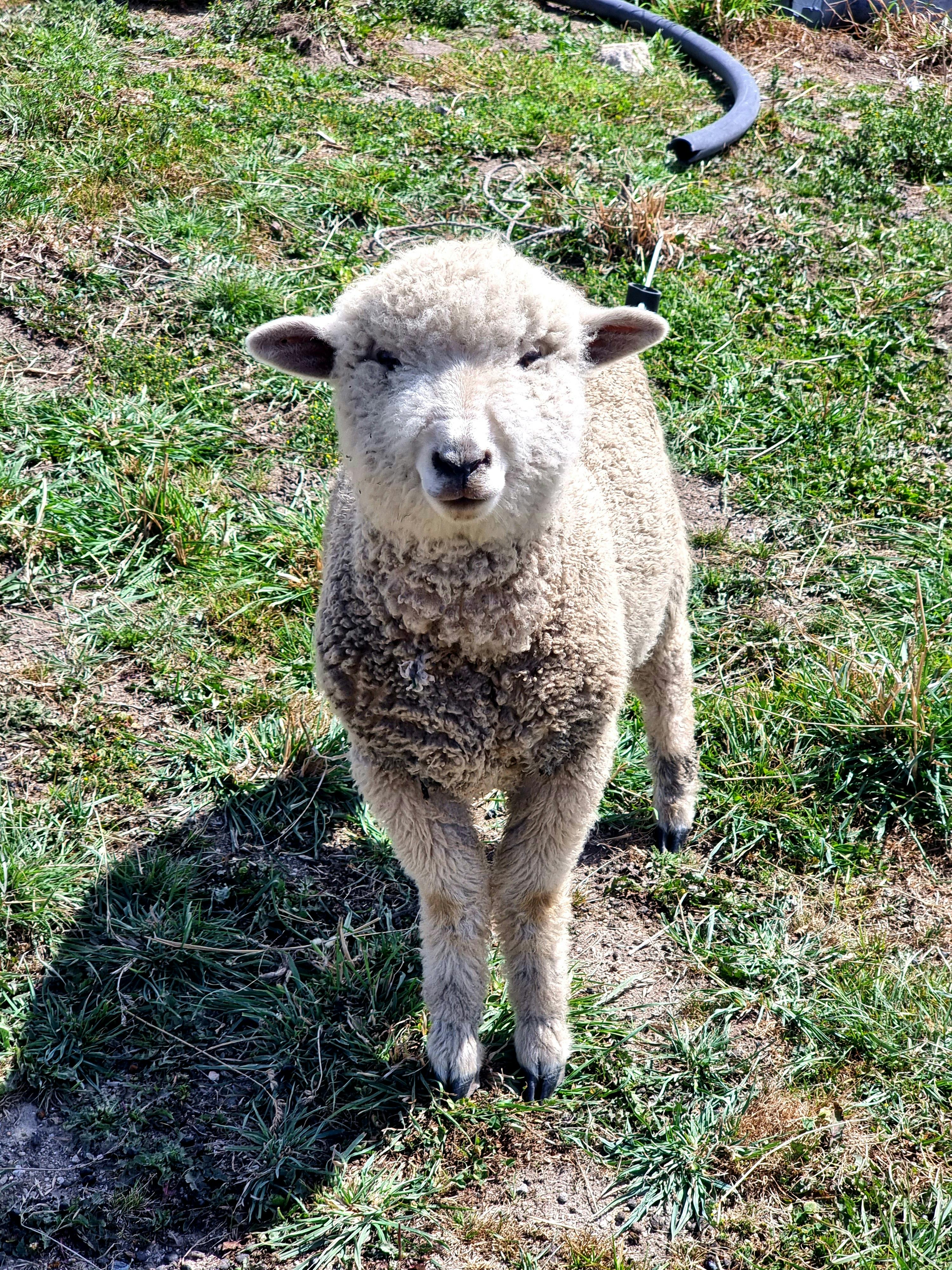 Foto de stock gratuita sobre adorable, agricultura, al aire libre ...