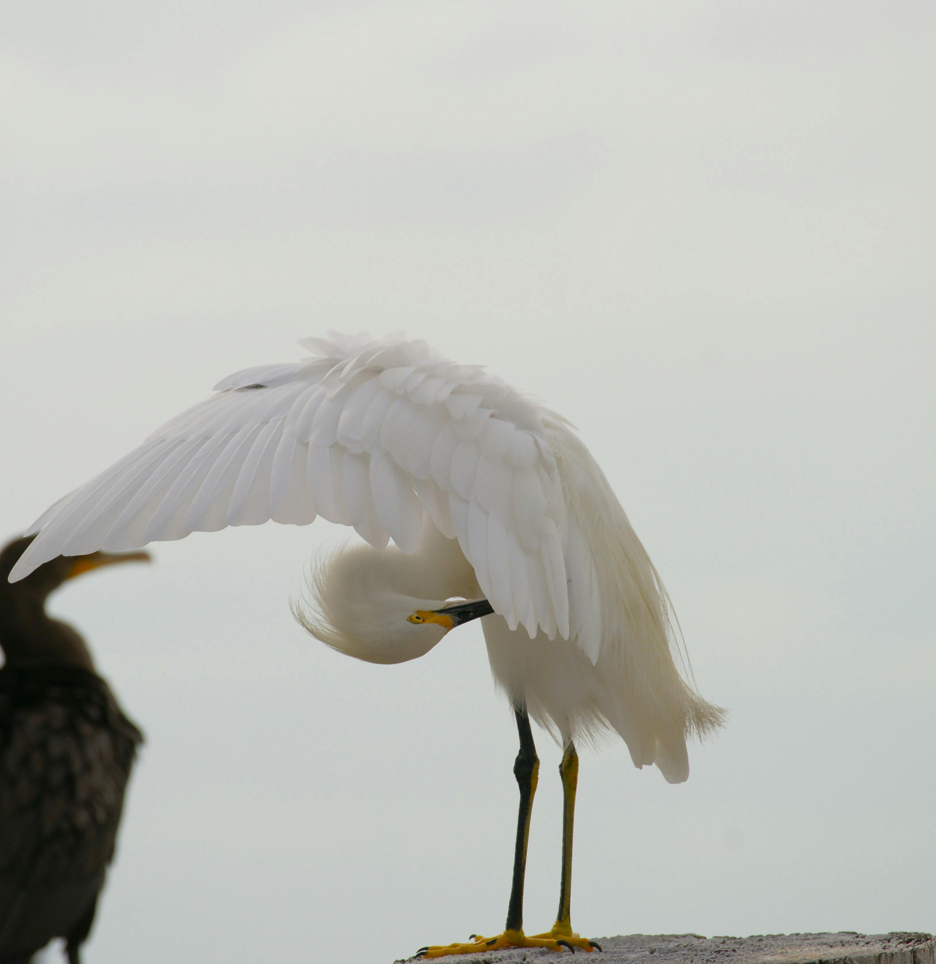 Photo of a Flying Great Egret · Free Stock Photo