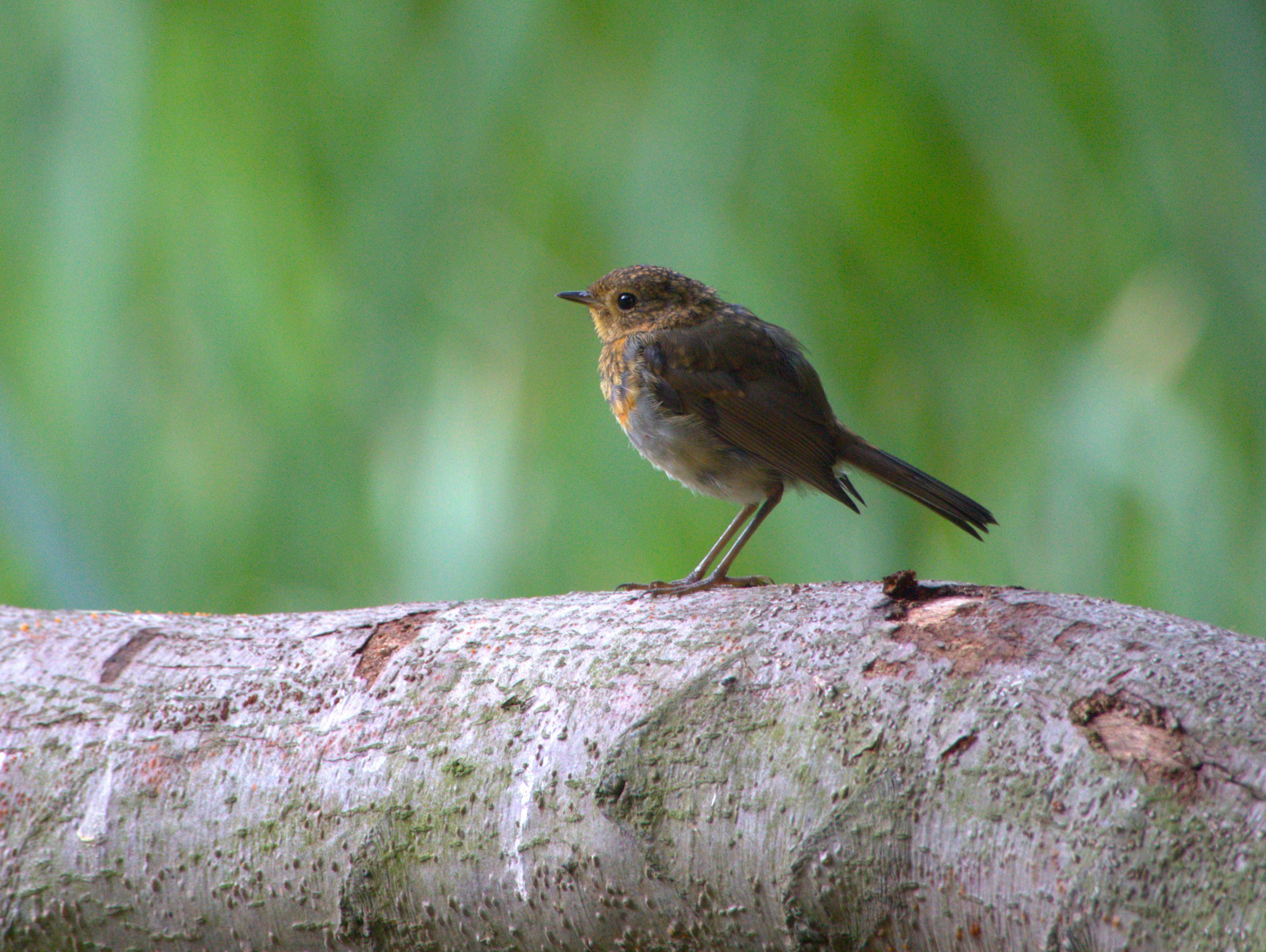 Close-Up Photograph of a European Robin Bird · Free Stock Photo