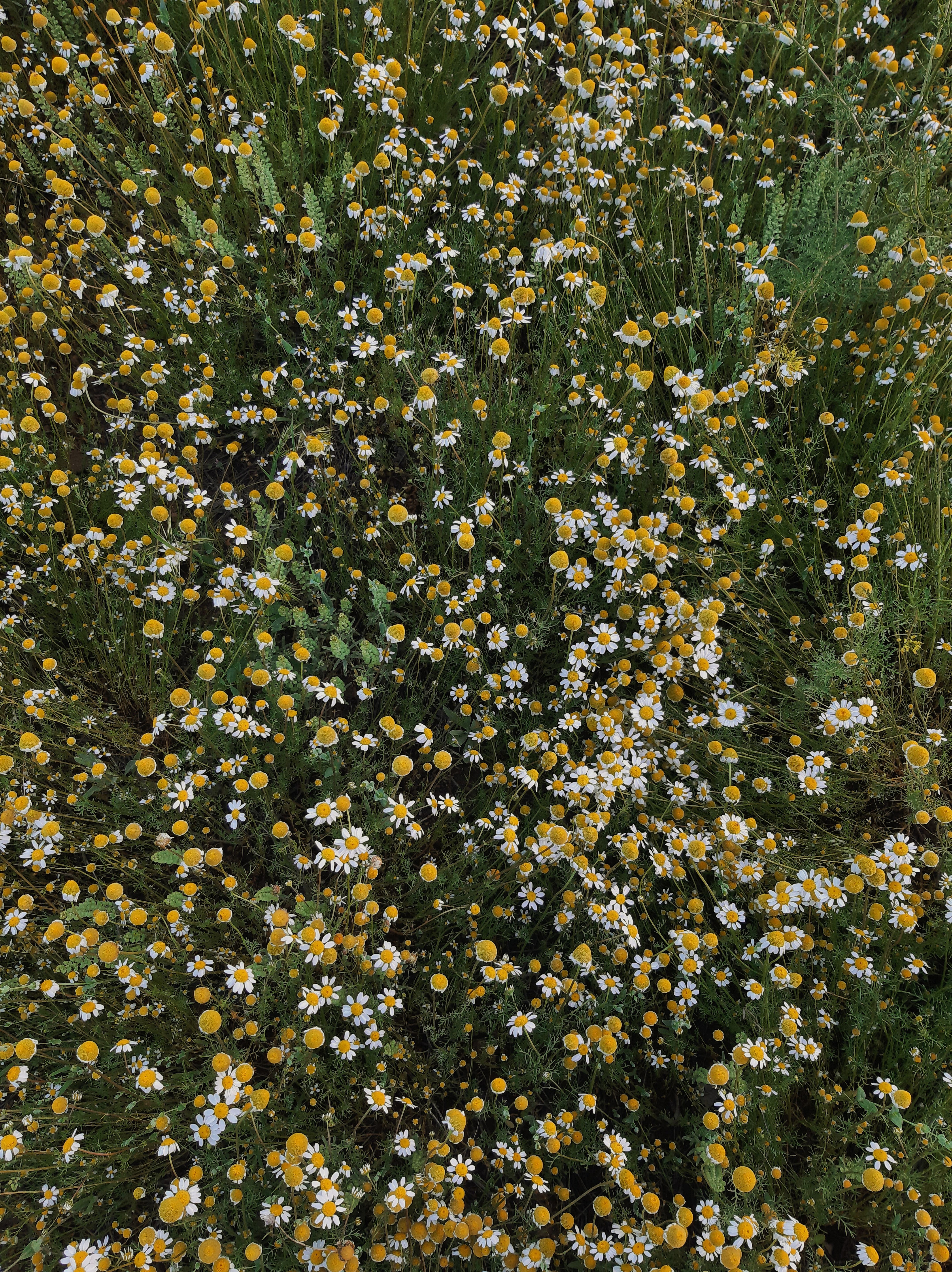 Overhead Shot of Blooming Daisy Flowers · Free Stock Photo