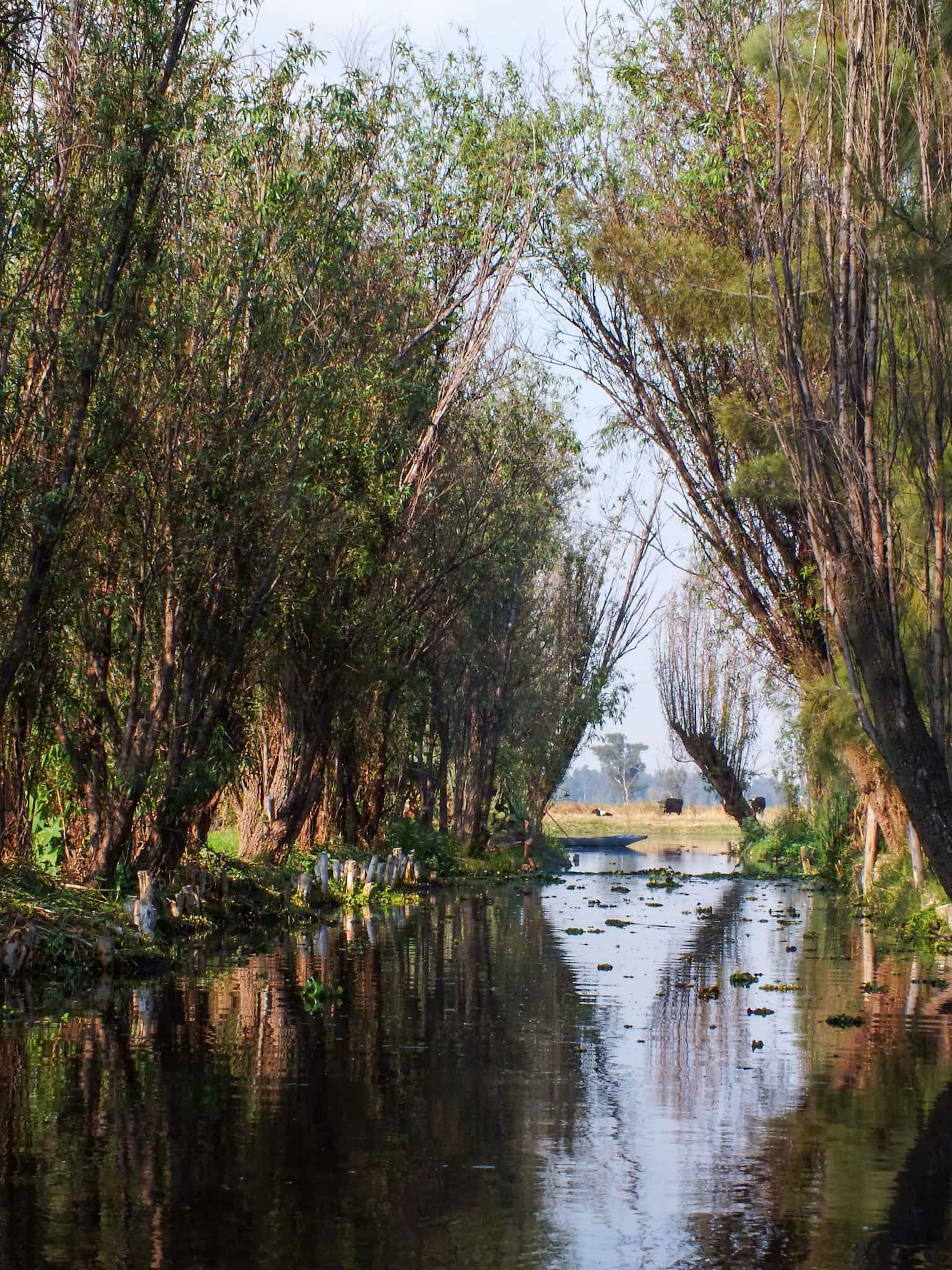 Green Trees Near Creek in the Forest · Free Stock Photo
