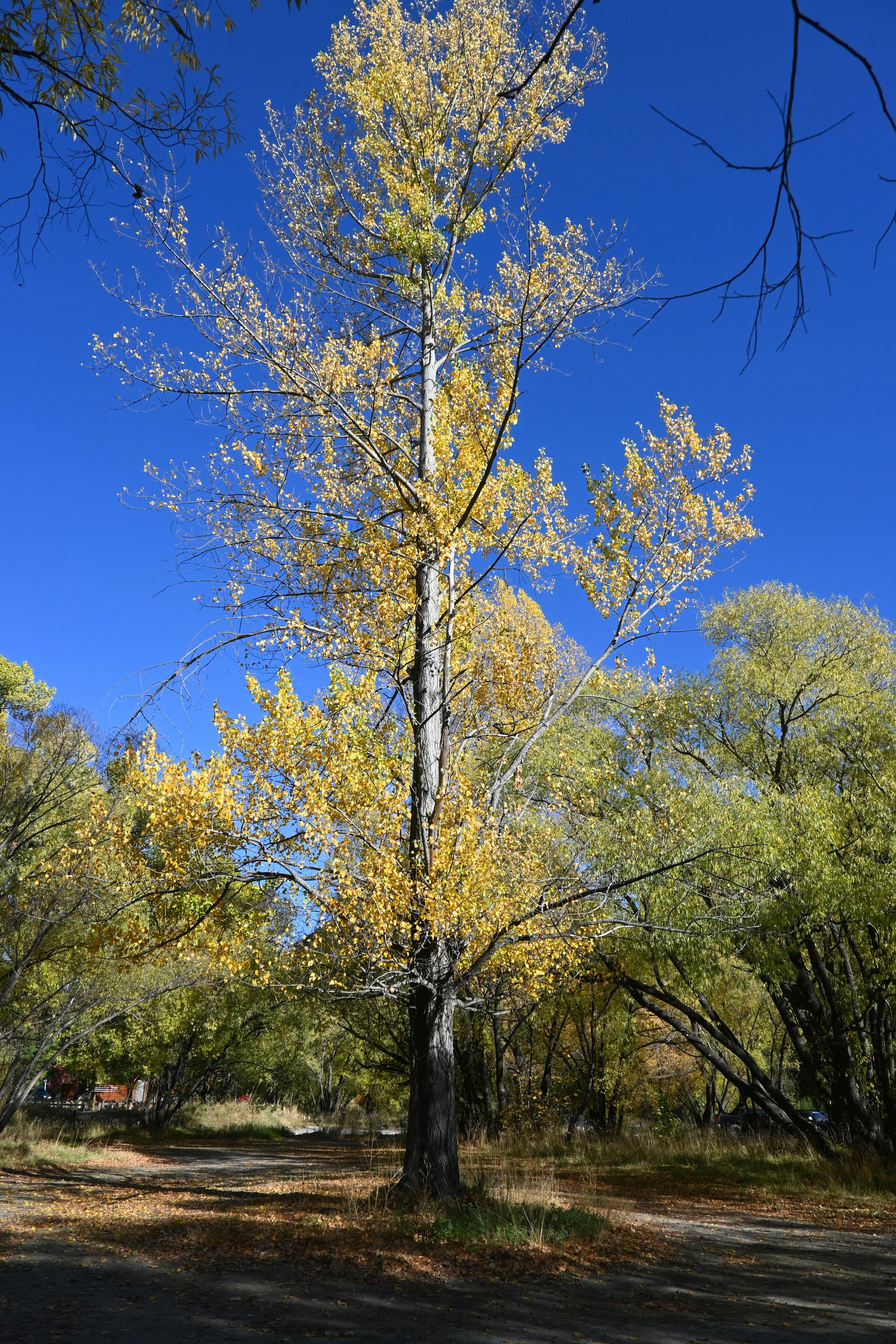 Photo of a Tree with Branches · Free Stock Photo