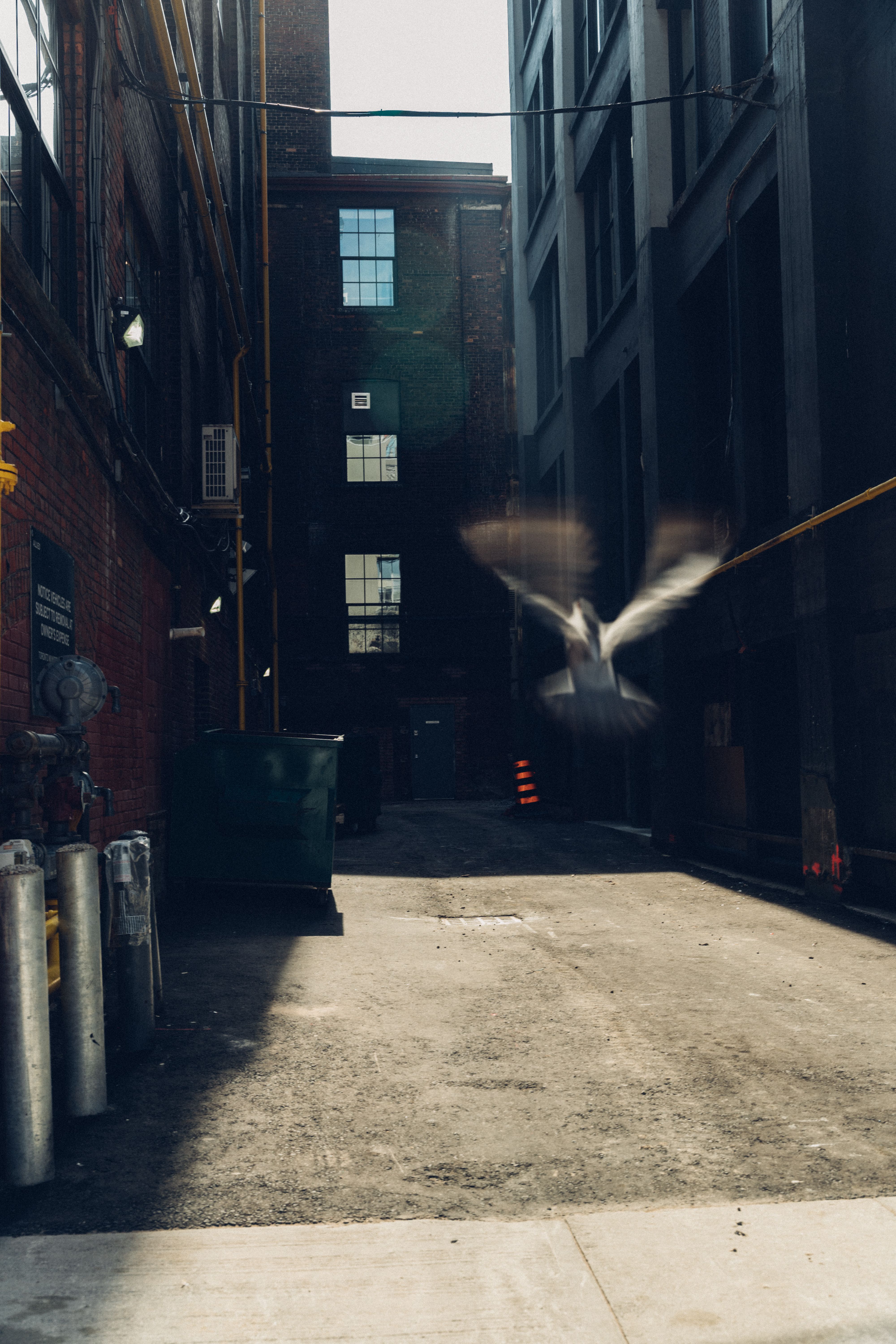 Blurred Picture of a Bird Flying between Buildings in City · Free Stock ...
