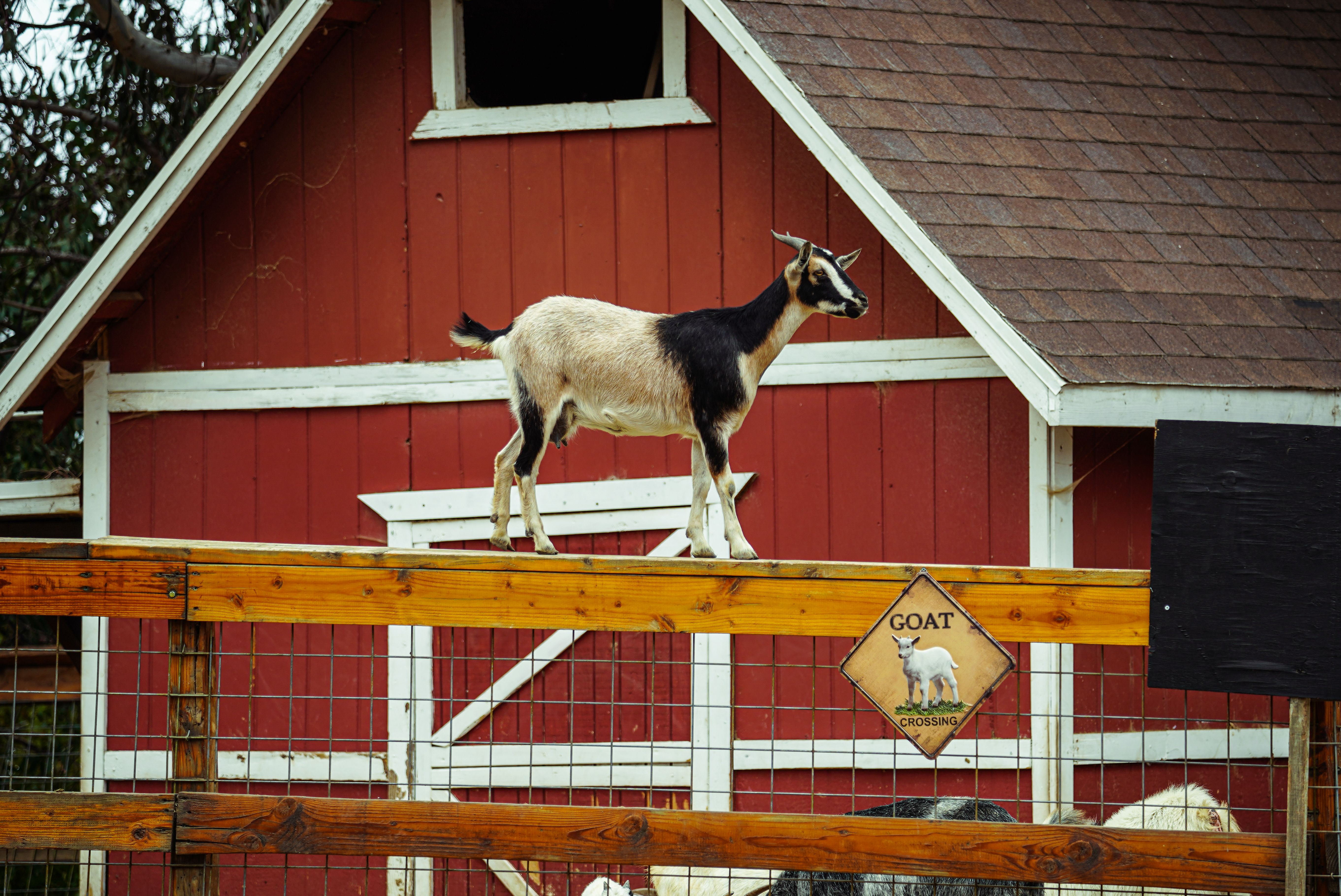 A Goat on a Fence · Free Stock Photo