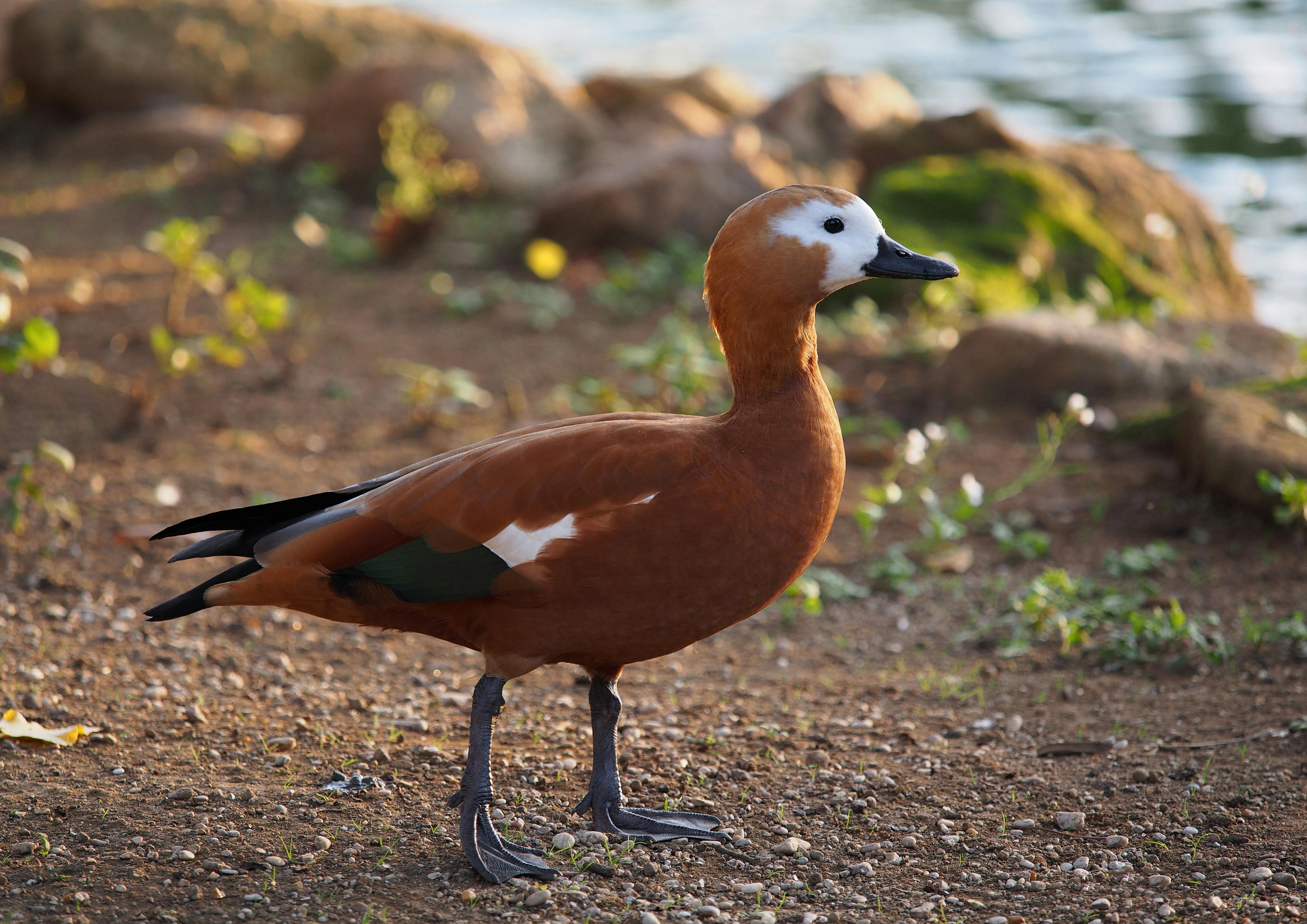 Shelducks Photos, Download Free Shelducks Stock Photos & HD Images