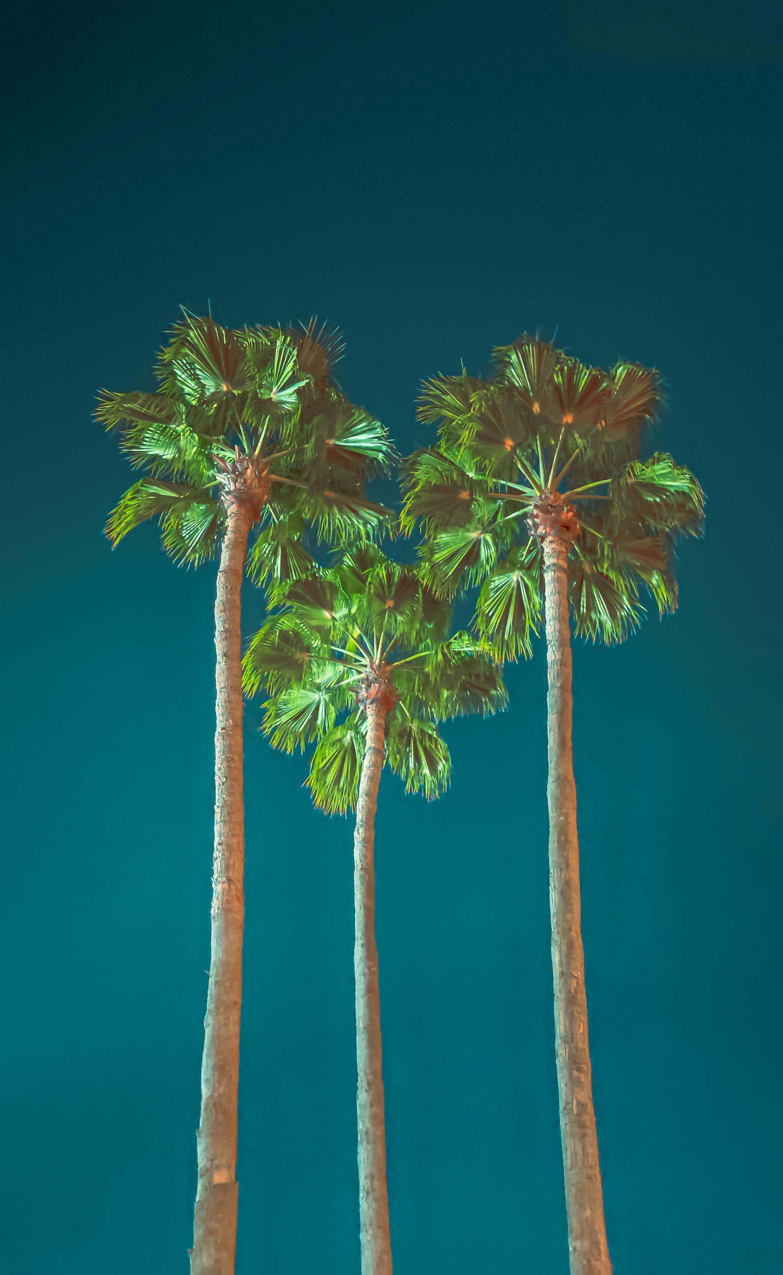 A Tall Palm Tree · Free Stock Photo