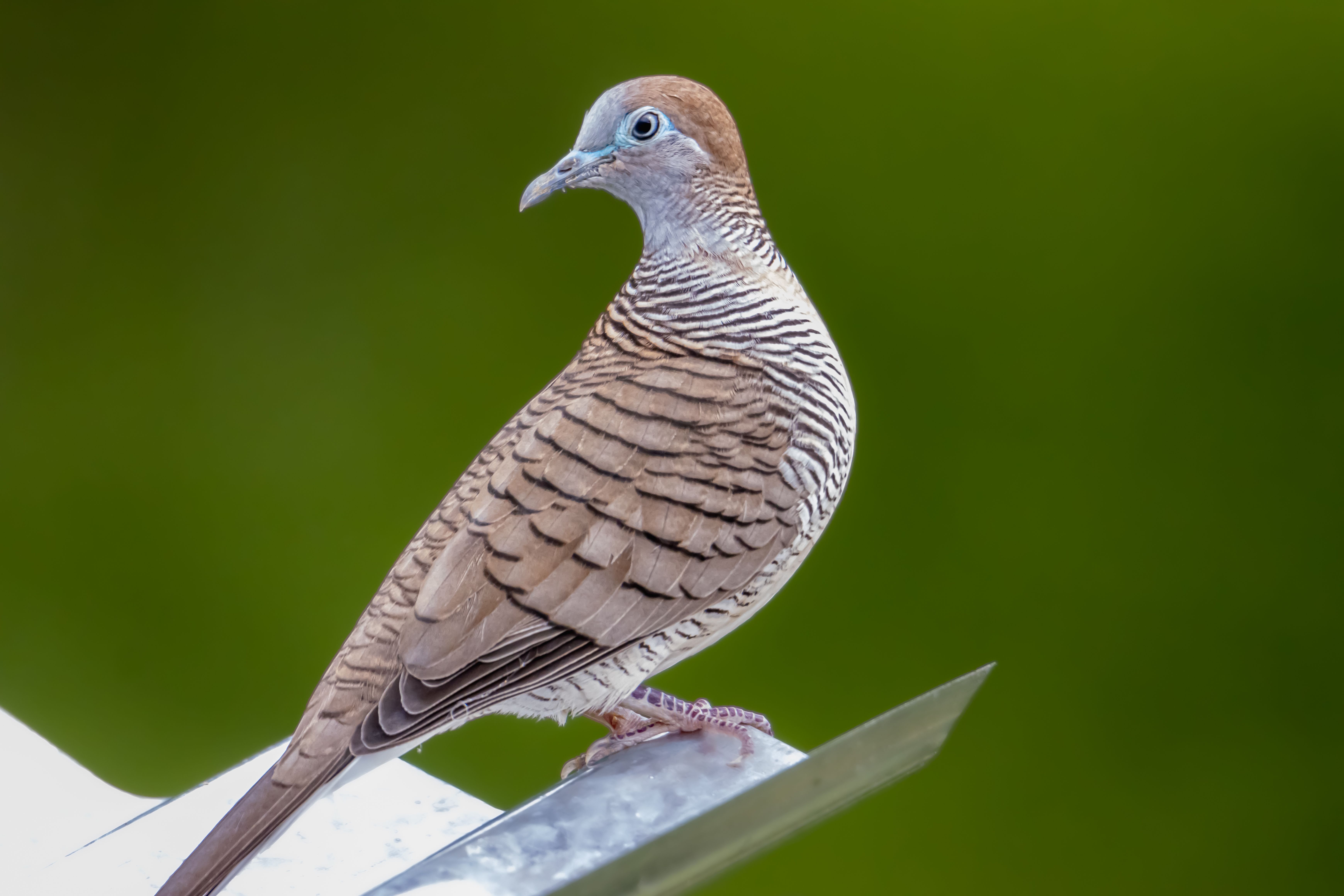 Close-Up Photo of a Zebra Dove · Free Stock Photo