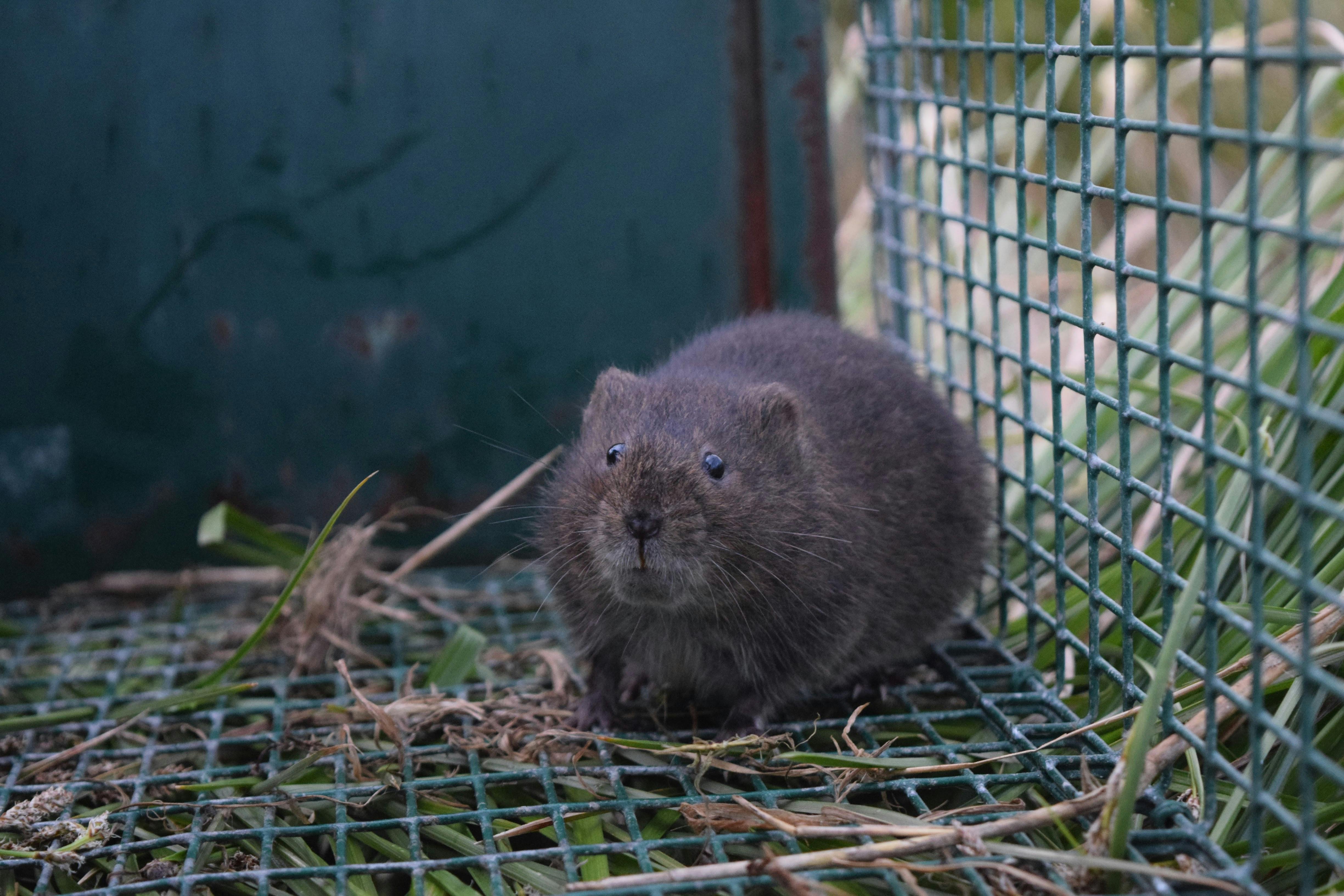 Close-Up Photograph of a Nutria · Free Stock Photo