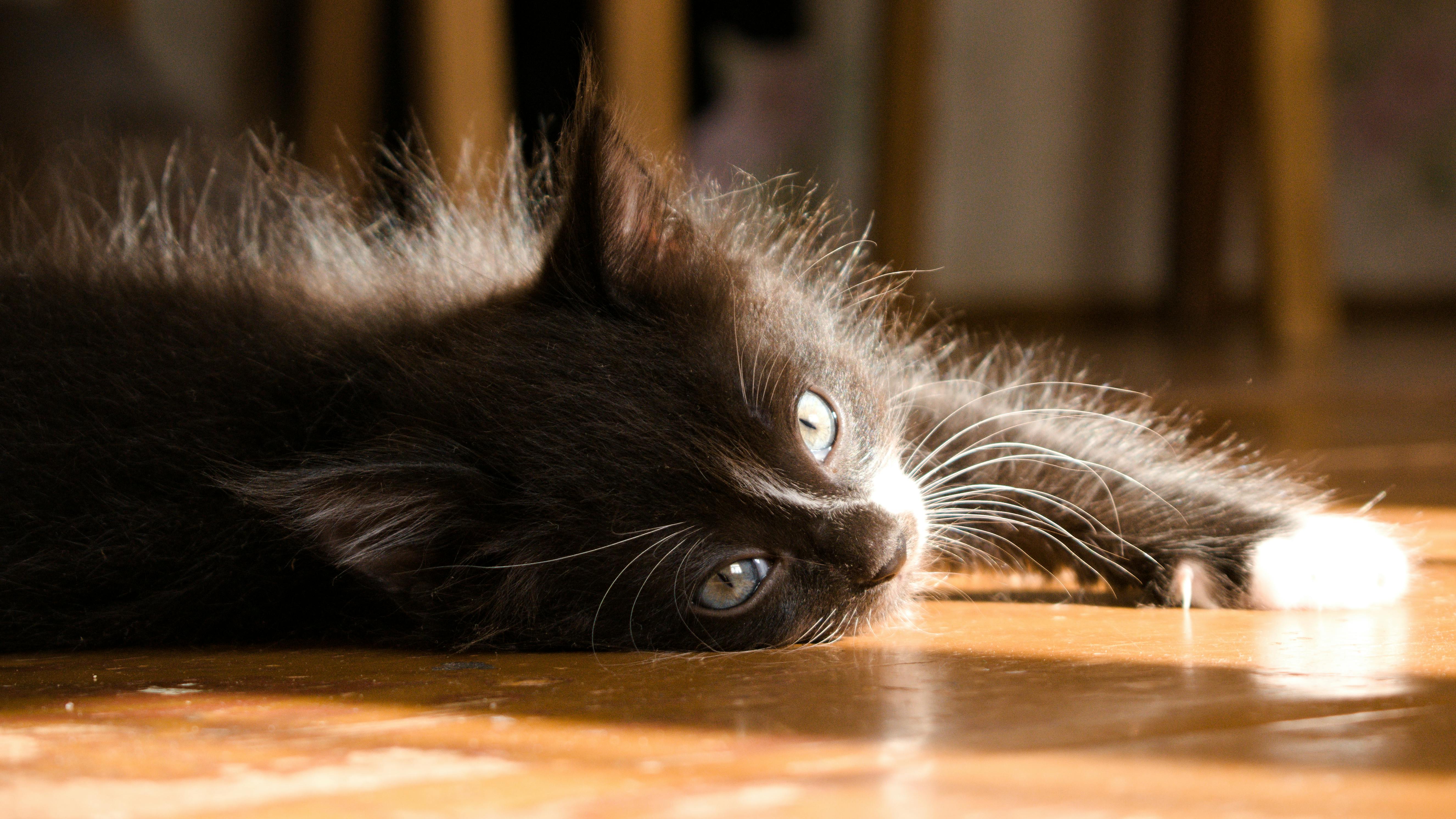 Lux Cat Photos, Download The BEST Free Lux Cat Stock Photos & HD Images