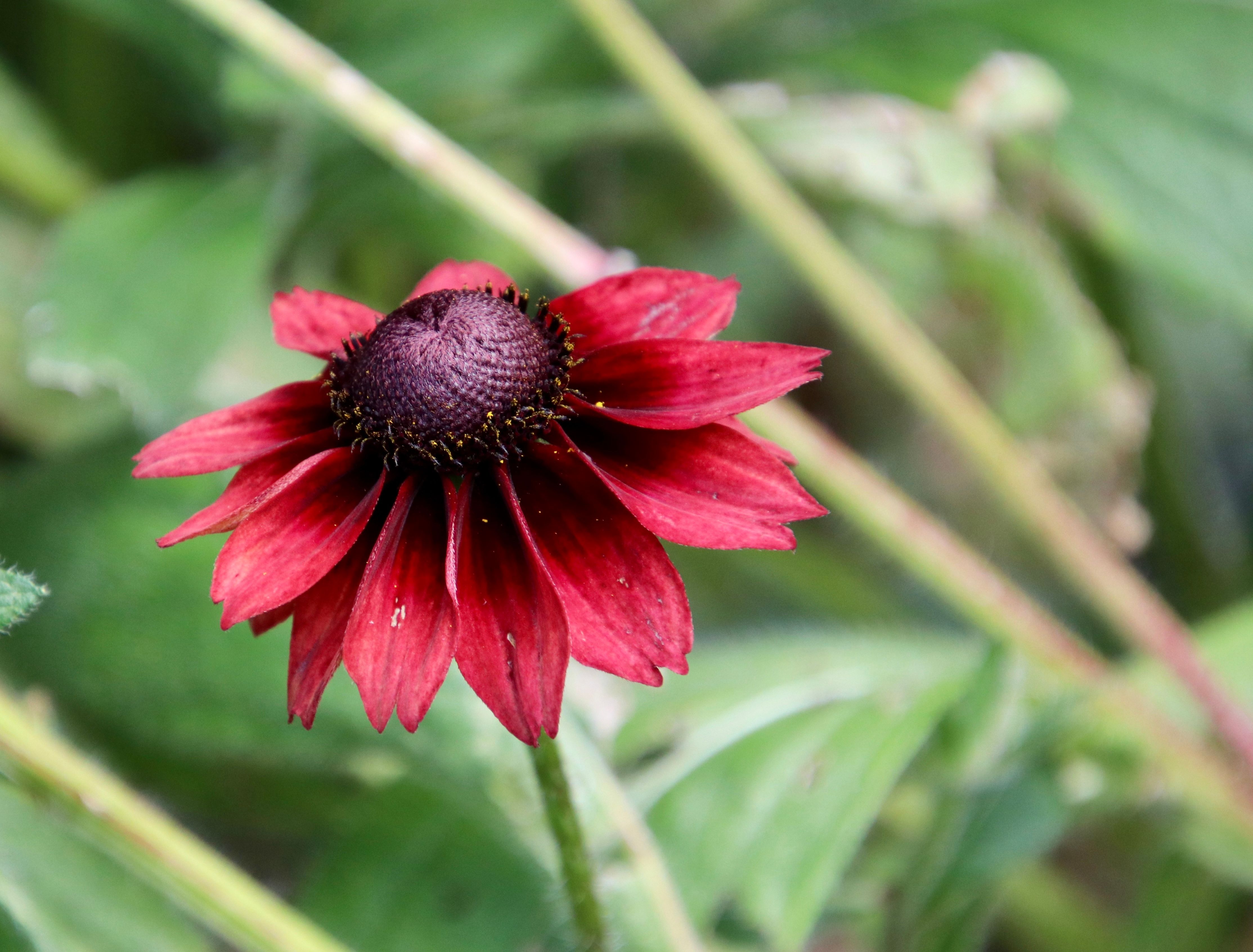 Close-Up Photograph of a Red Coneflower · Free Stock Photo