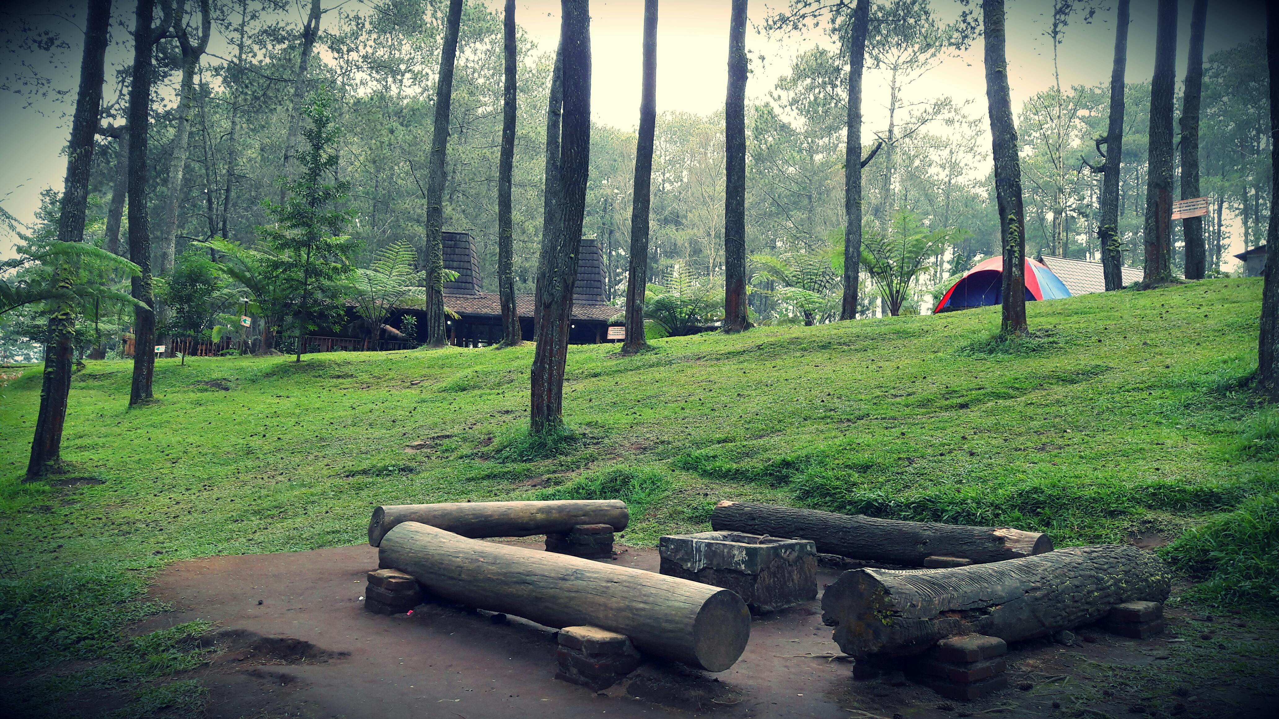 Free stock photo of camp, forest, nature