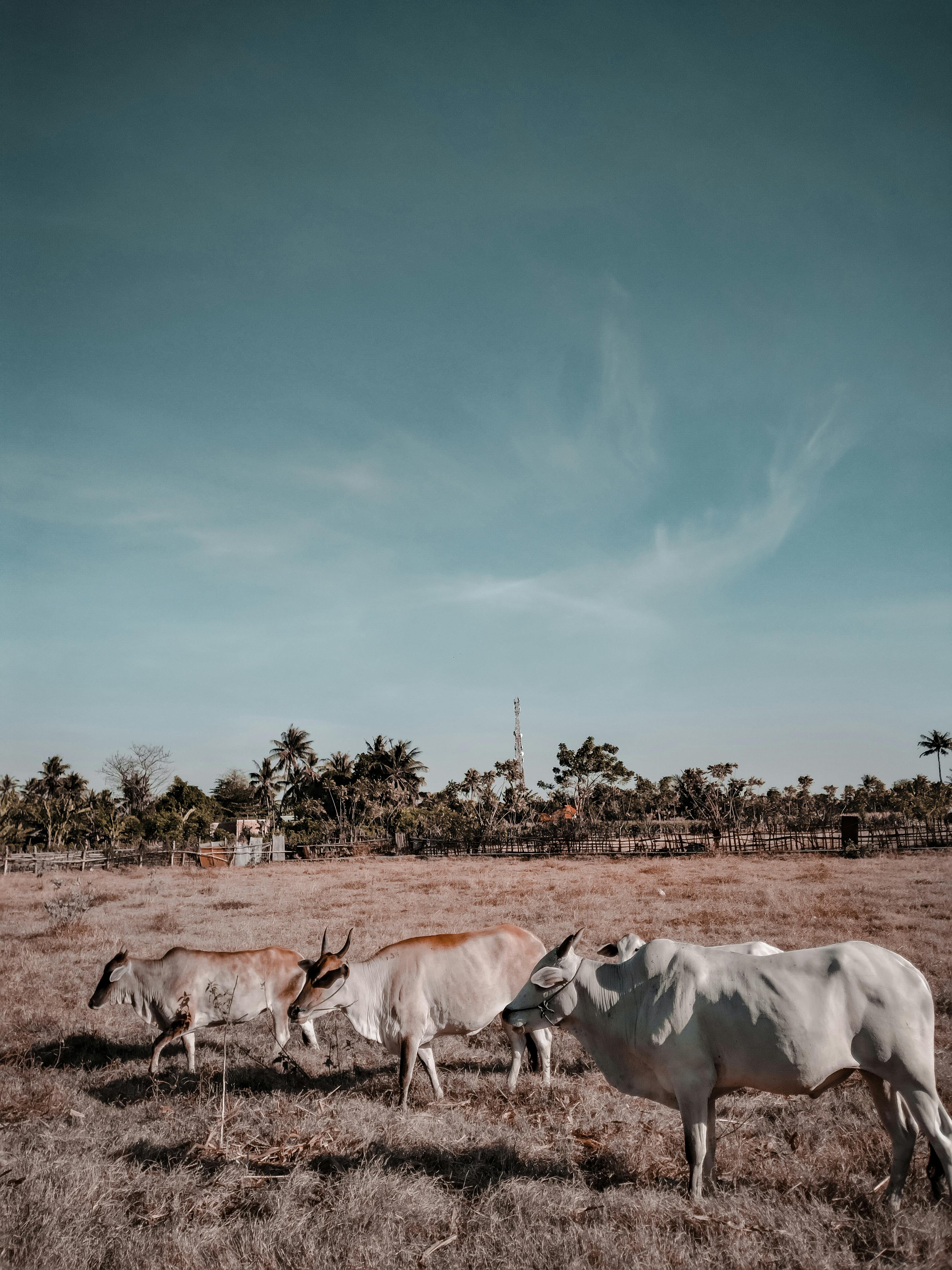 Photograph of Cows on a Grass Field · Free Stock Photo