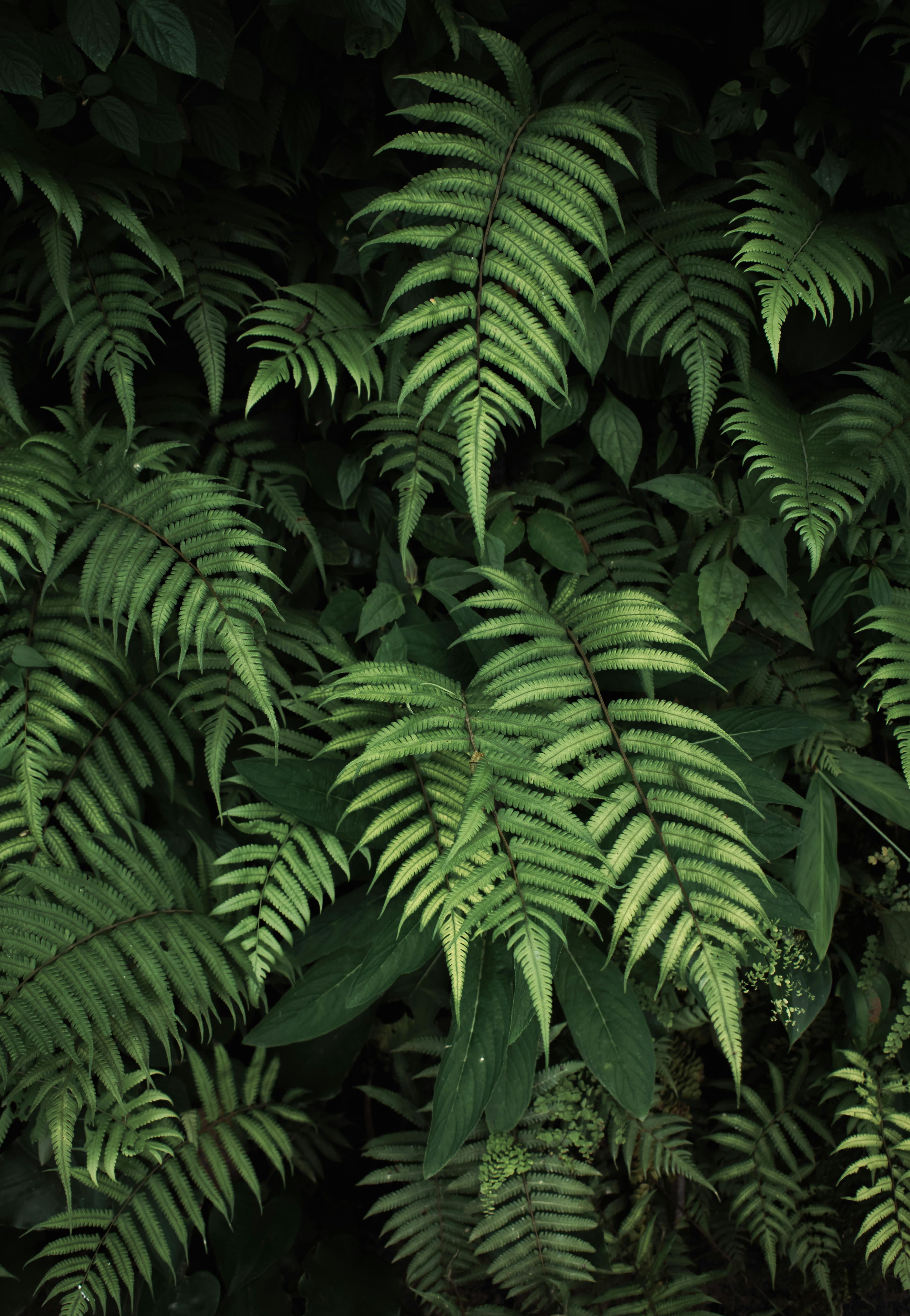 Photography of Leaves · Free Stock Photo