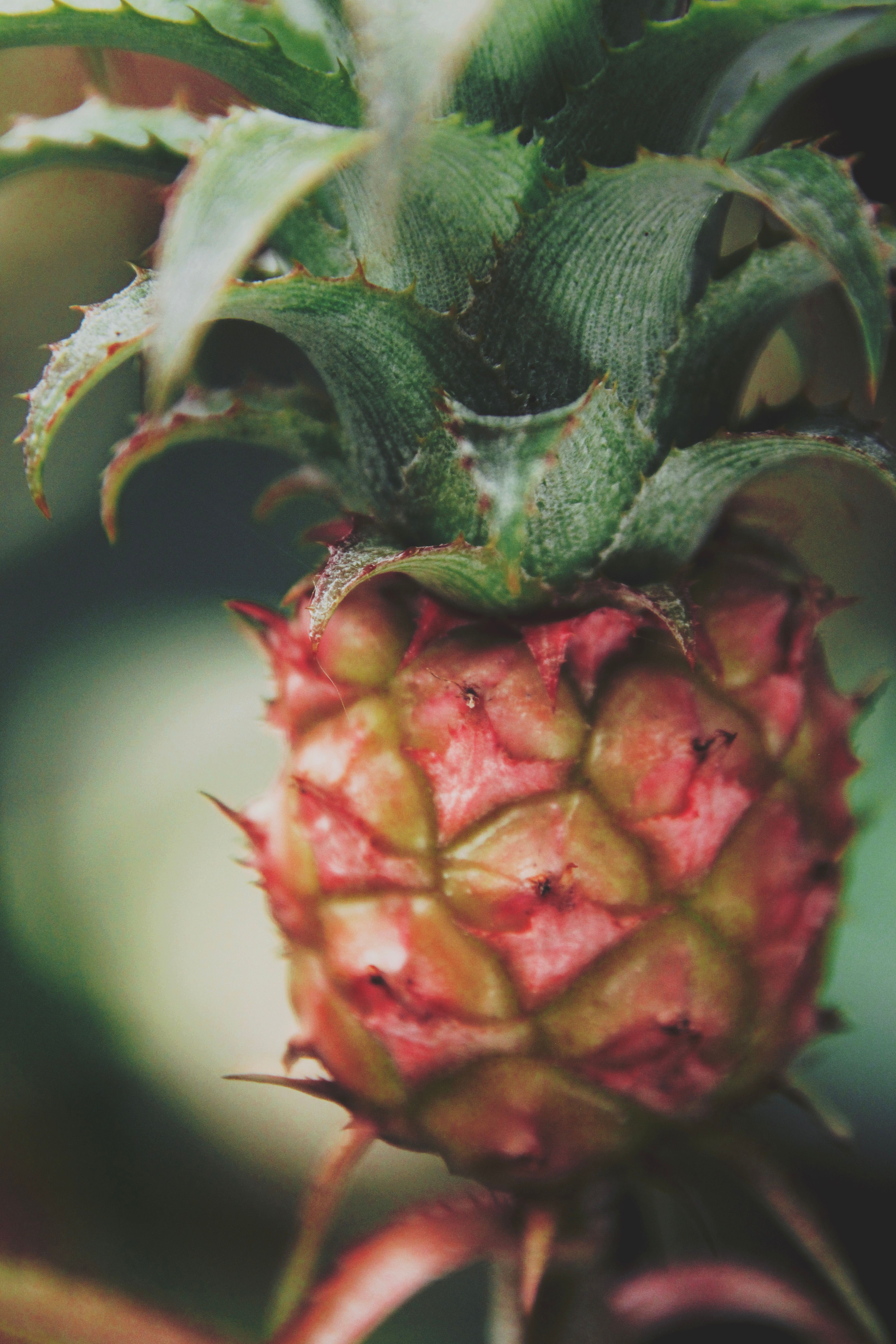 Pineapple In Close Up Free Stock Photo