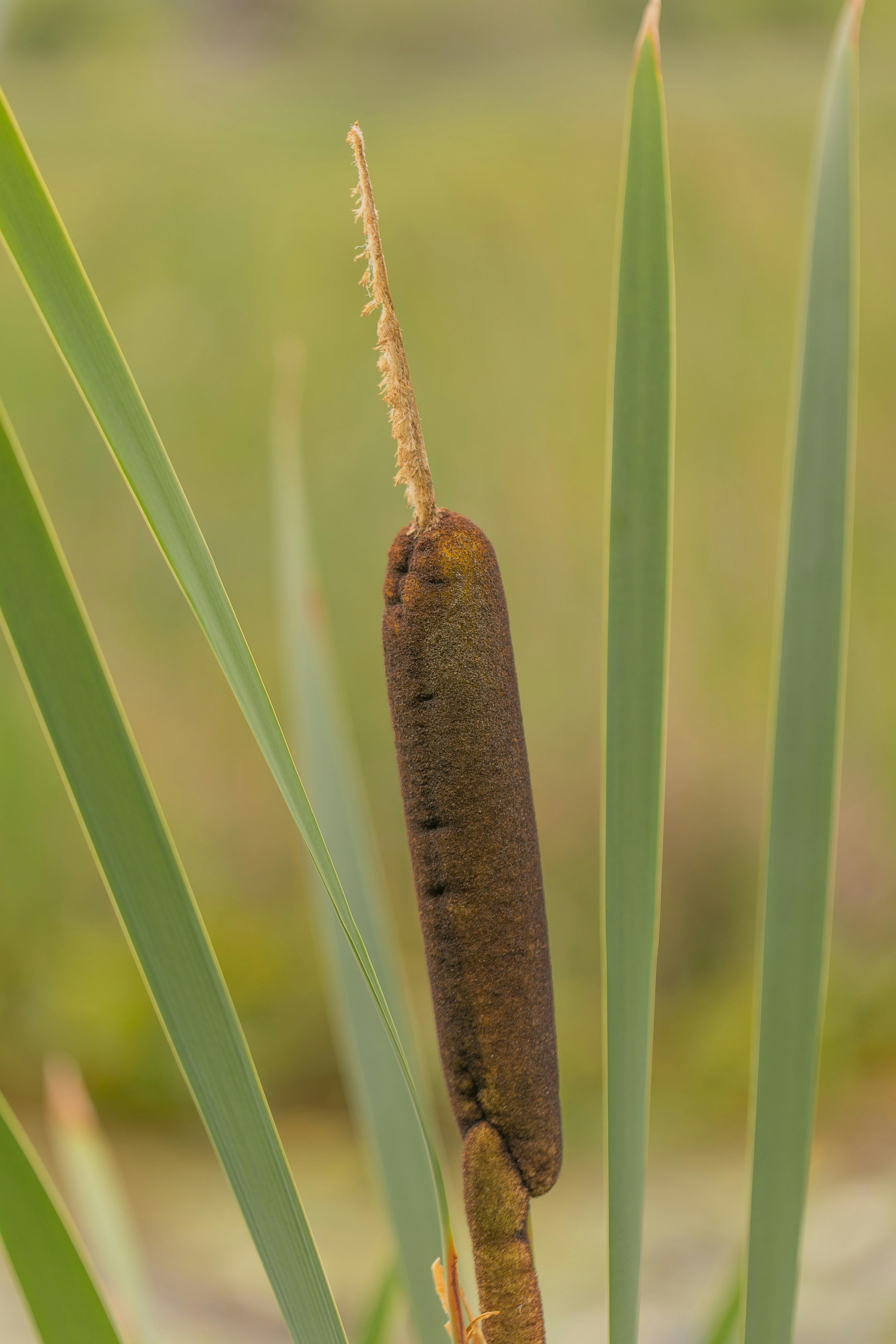 Brown Plant Stem in Close Up Photography · Free Stock Photo