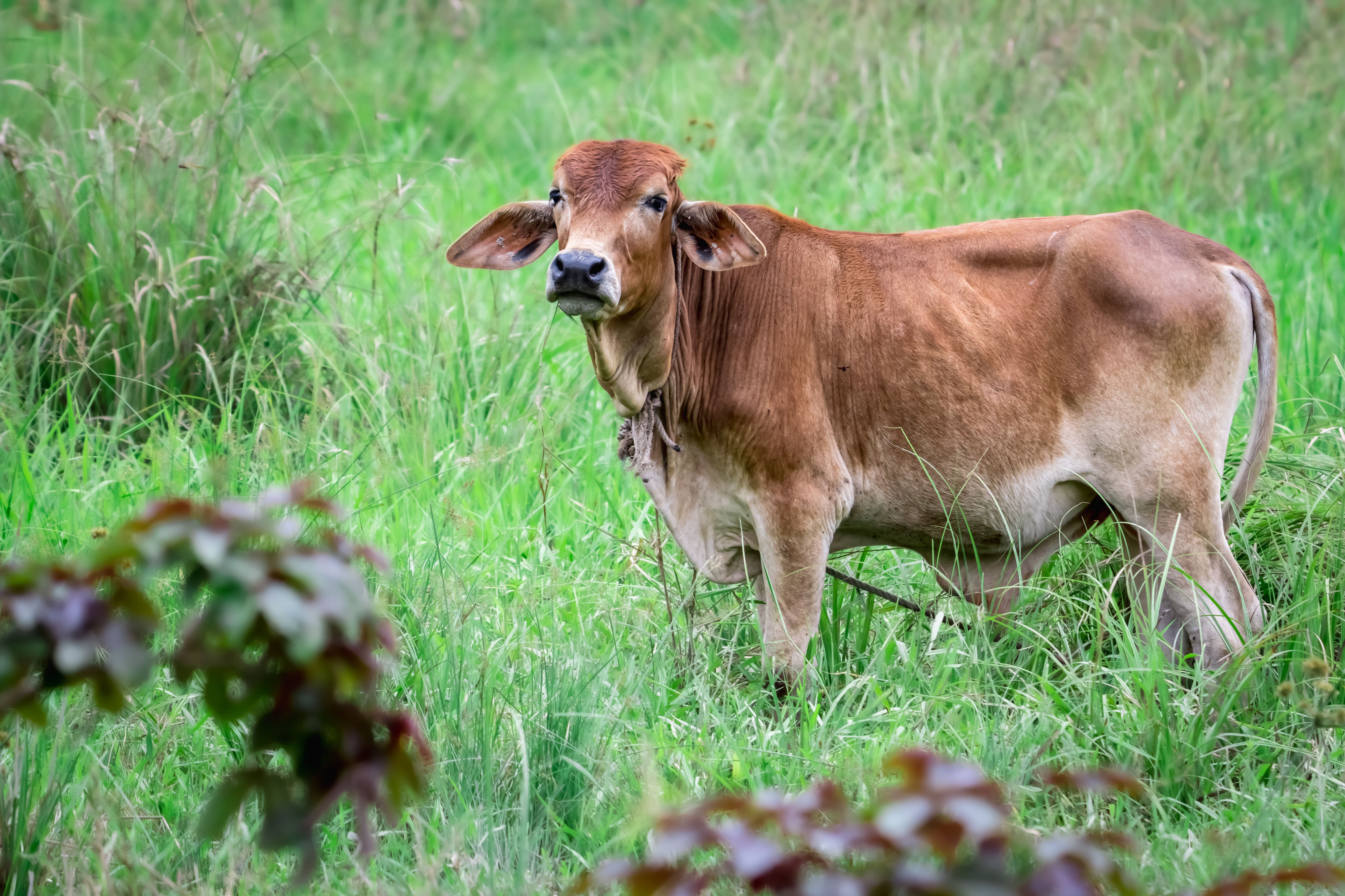 Malay Cow Photos, Download The BEST Free Malay Cow Stock Photos & HD Images