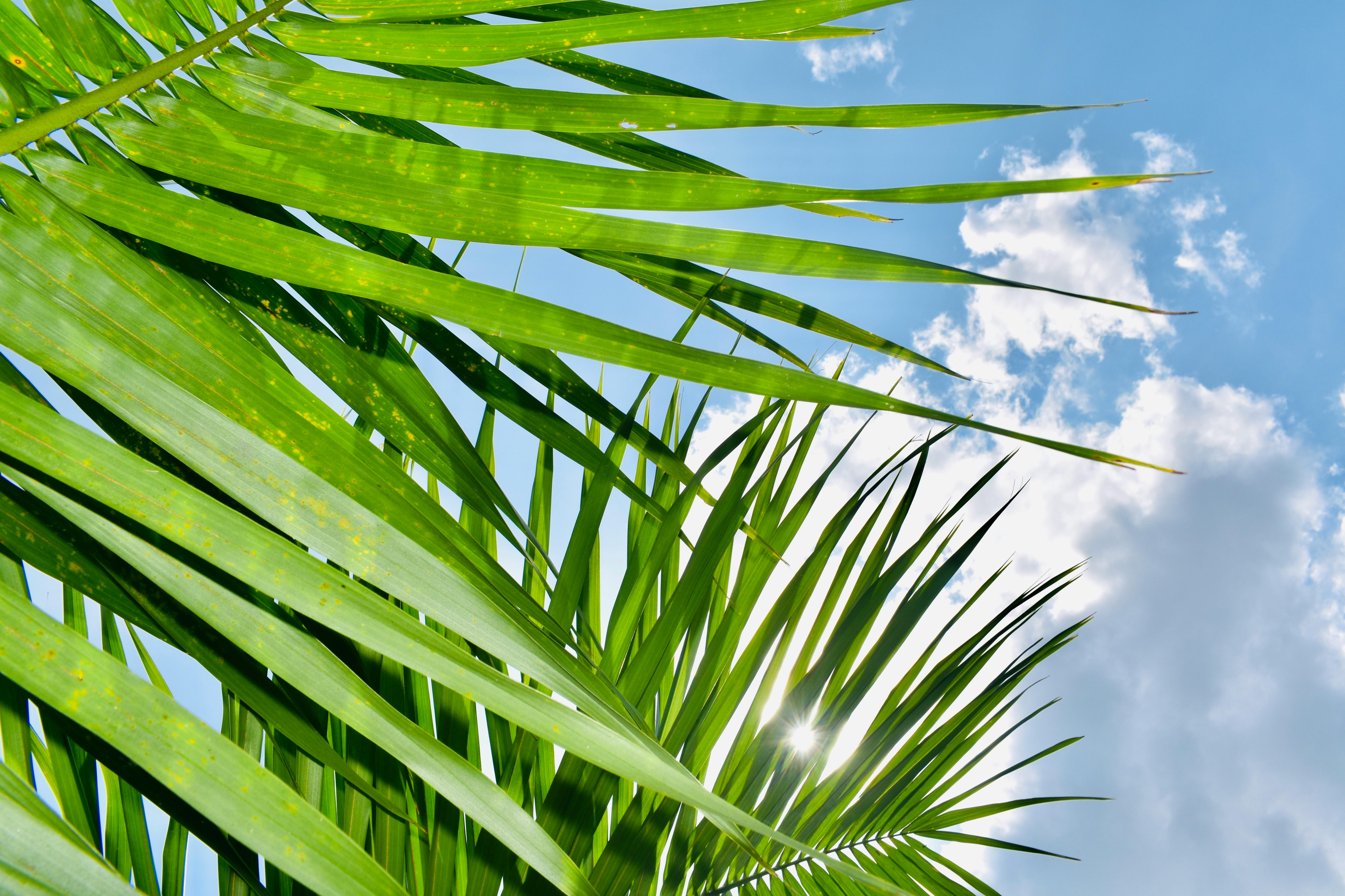 Low Angle Shot of Palm Tree · Free Stock Photo