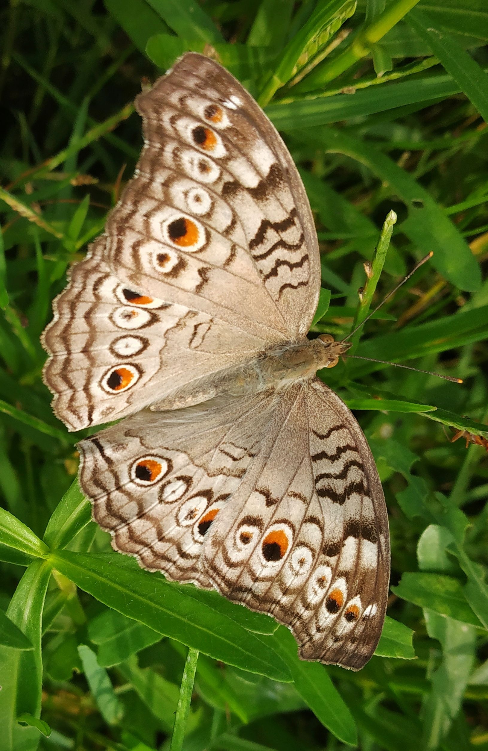 Foto de stock gratuita sobre insectos, mariposas, medio ambiente, tiro ...