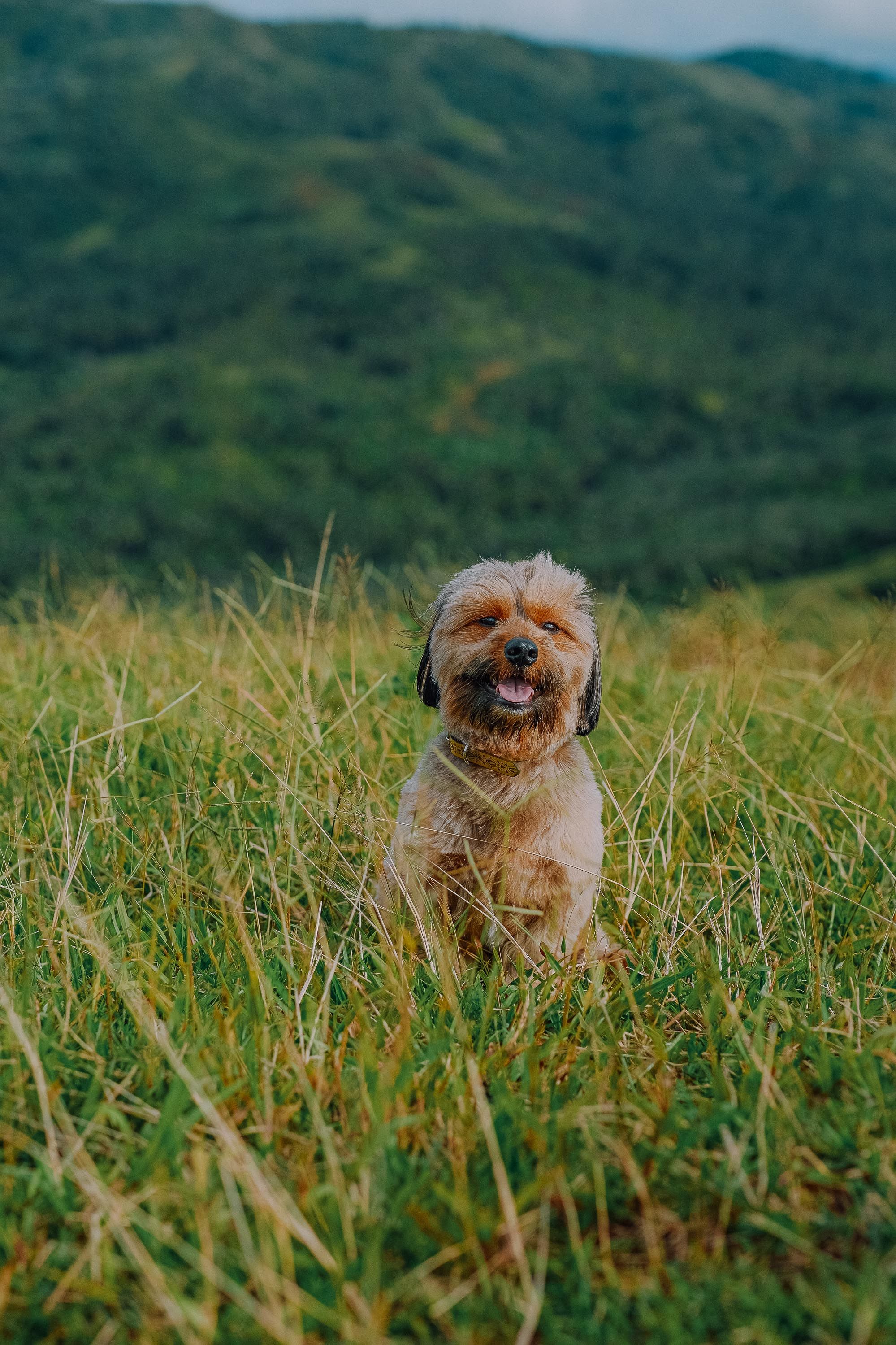 Photo of People with Their Dogs · Free Stock Photo