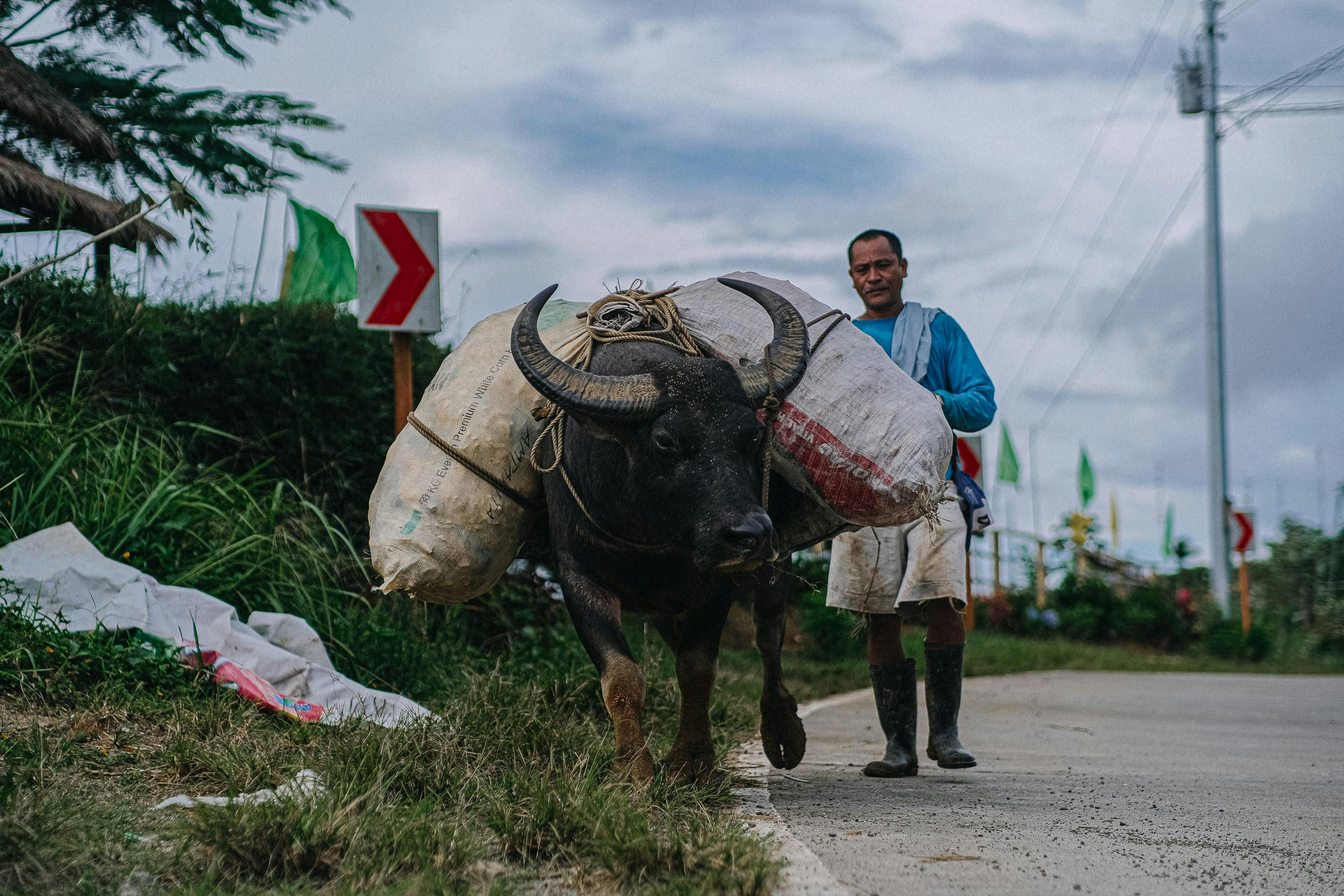 A Man Guiding a Carabao Carrying a Load · Free Stock Photo