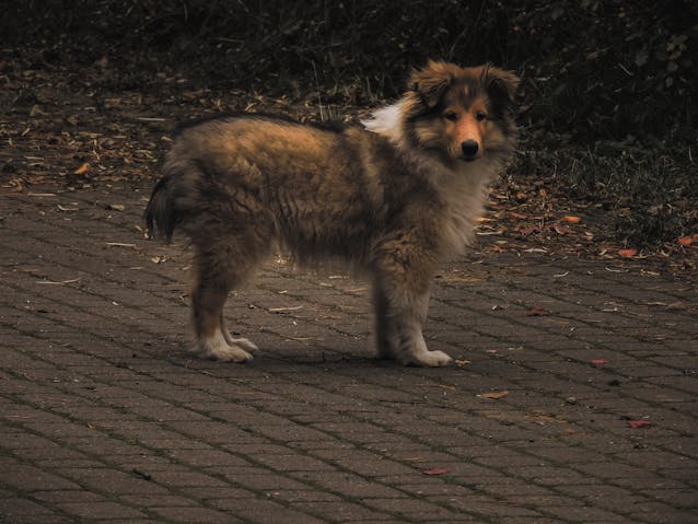 Collies Fracture Symptoms, Diagnosis, and Treatment Options