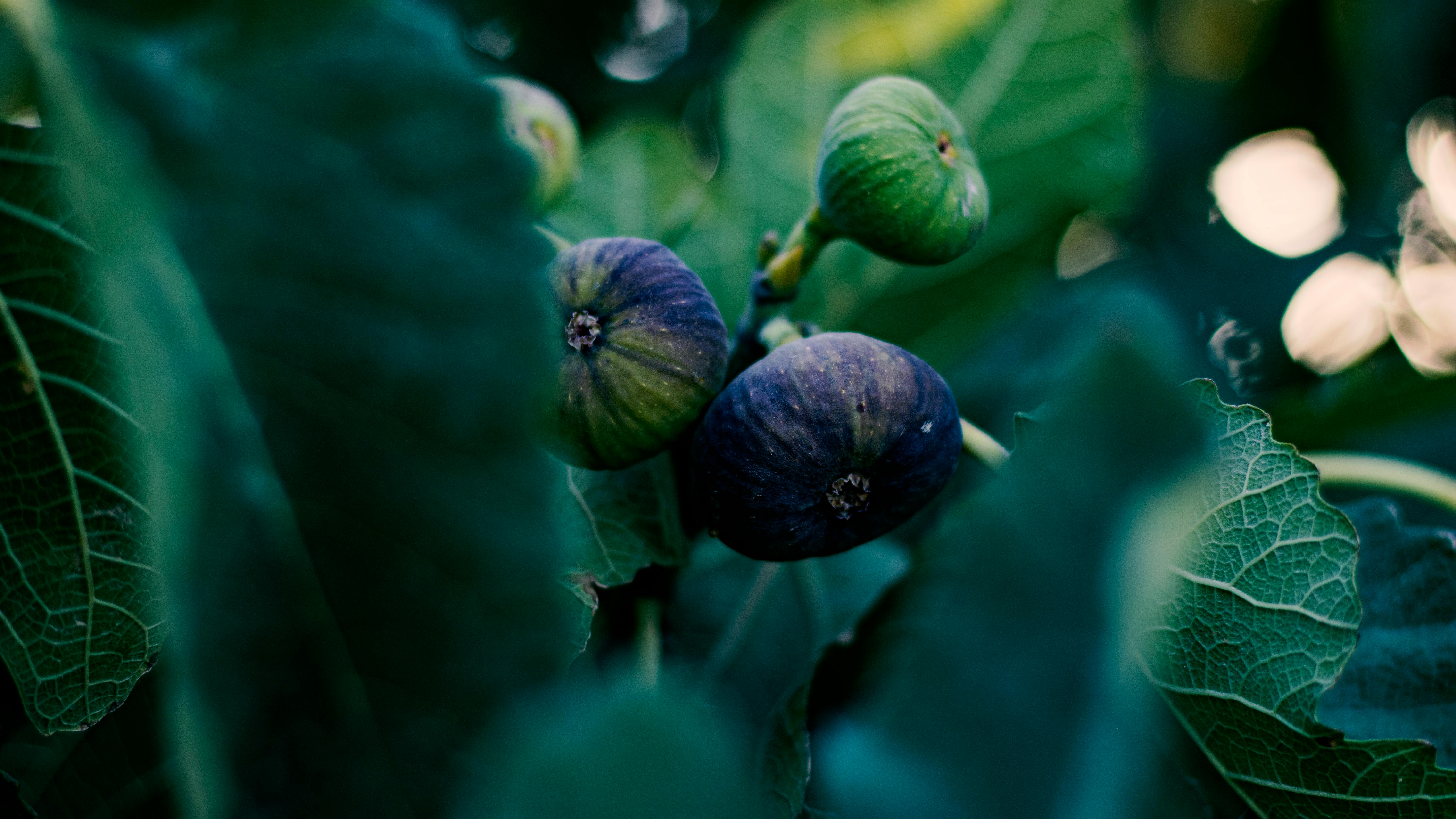 Fig Fruit on Branch · Free Stock Photo
