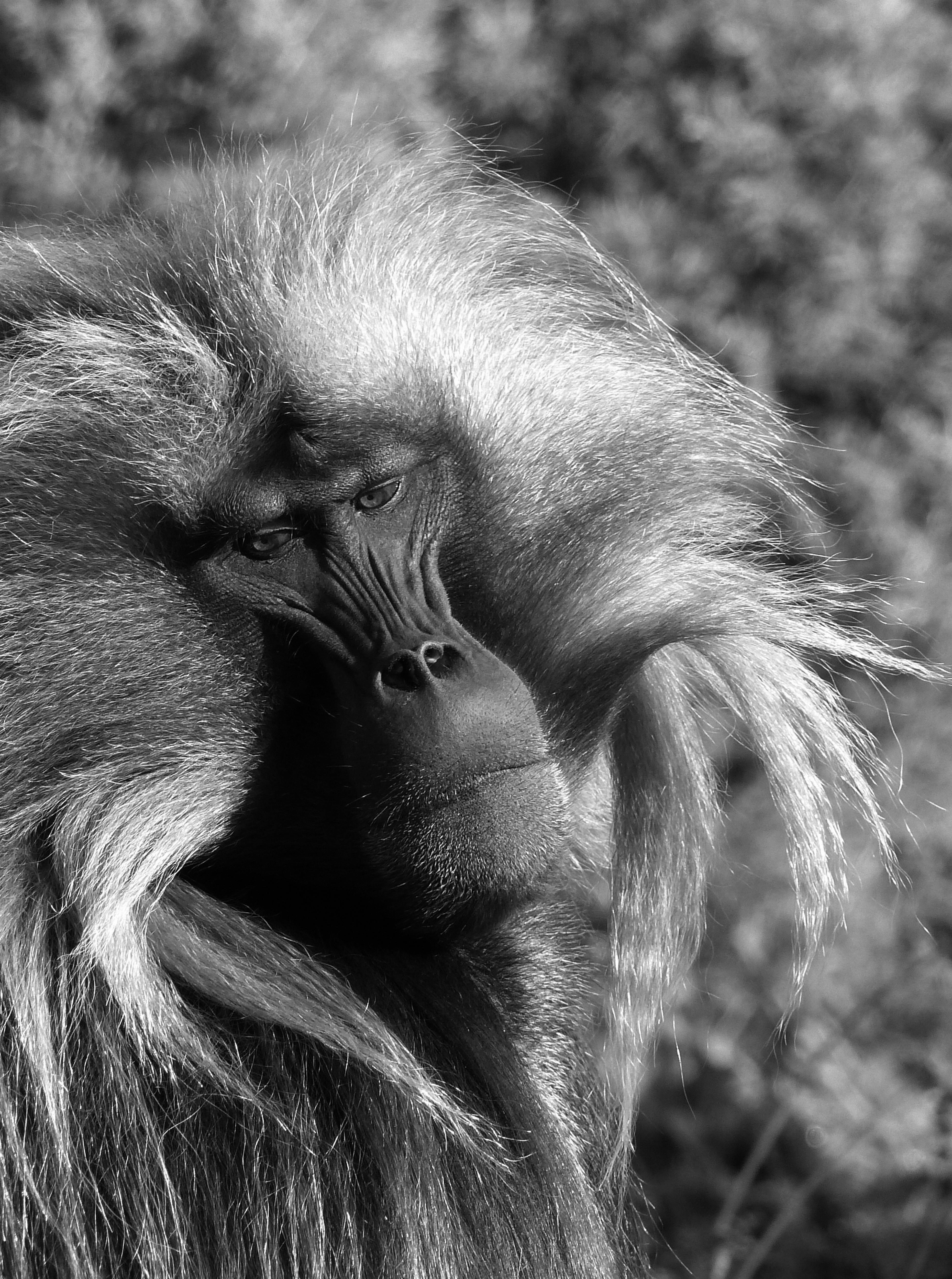 Monkey in Grayscale Photography · Free Stock Photo