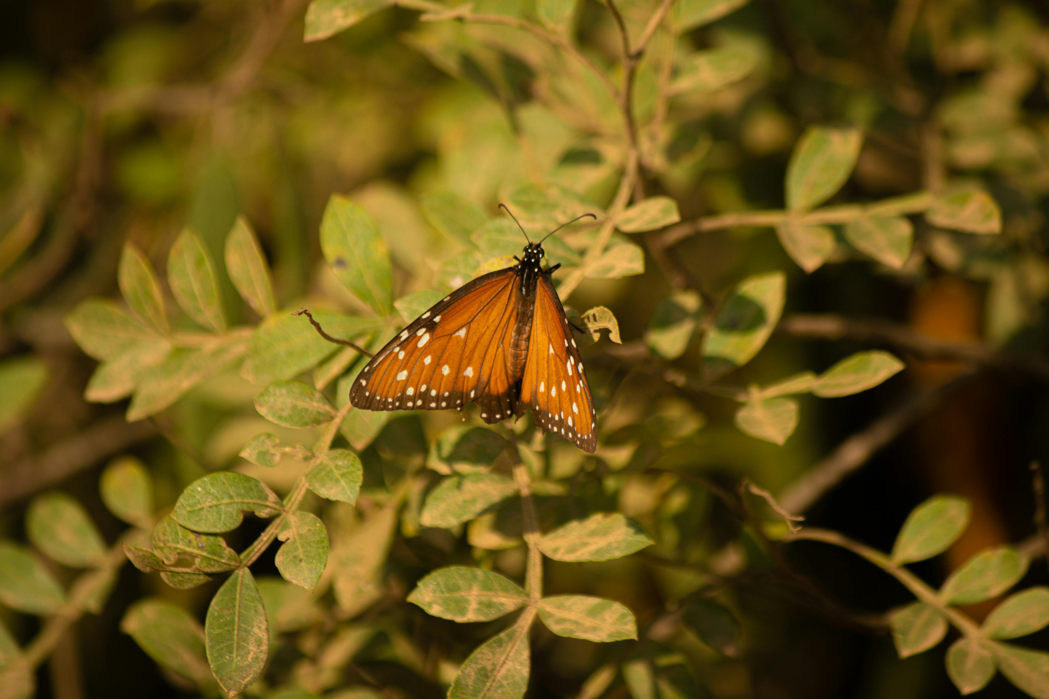 Close-Up Photograph of a Queen Butterfly · Free Stock Photo