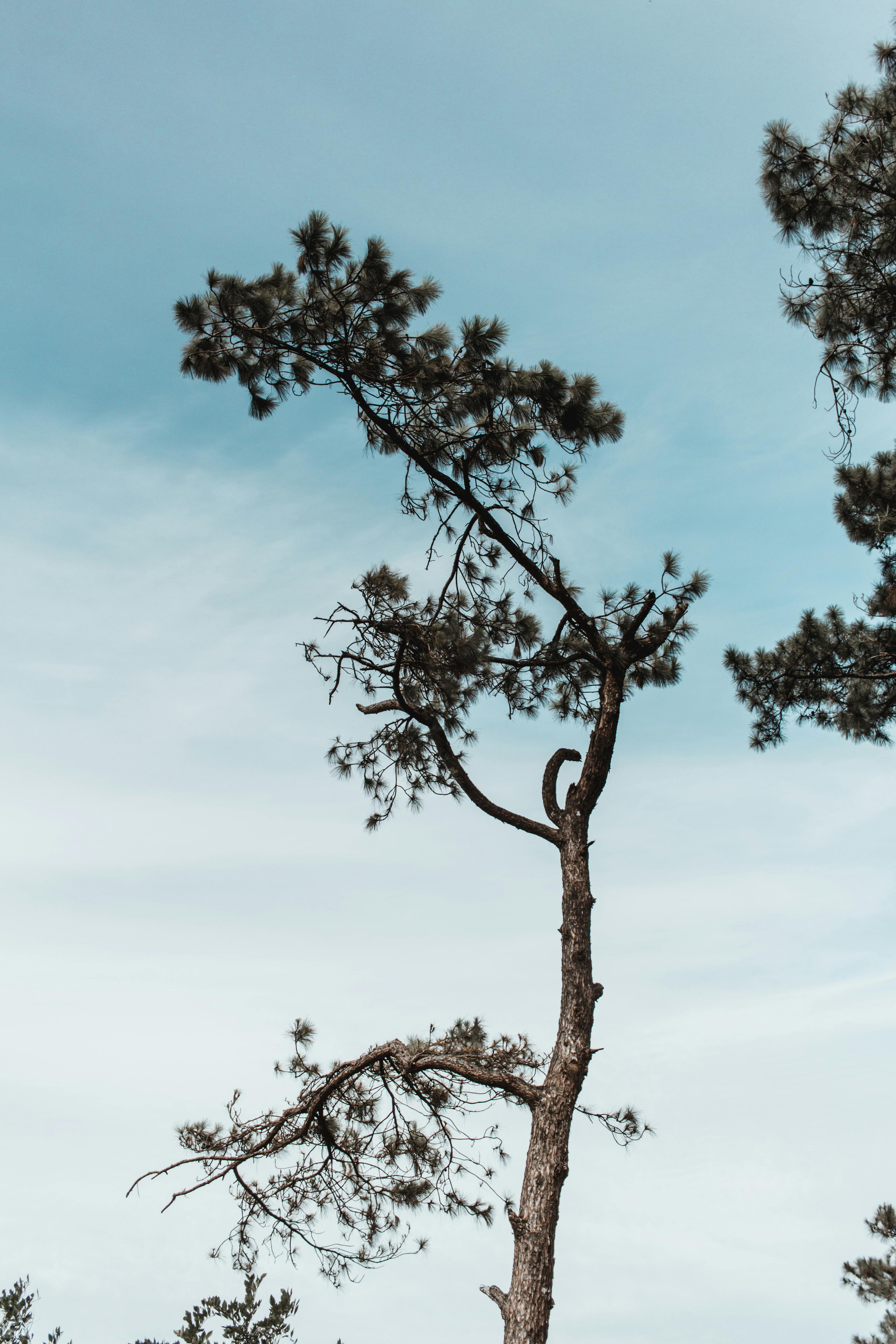 Rode Tree Photos, Download Free Rode Tree Stock Photos & HD Images