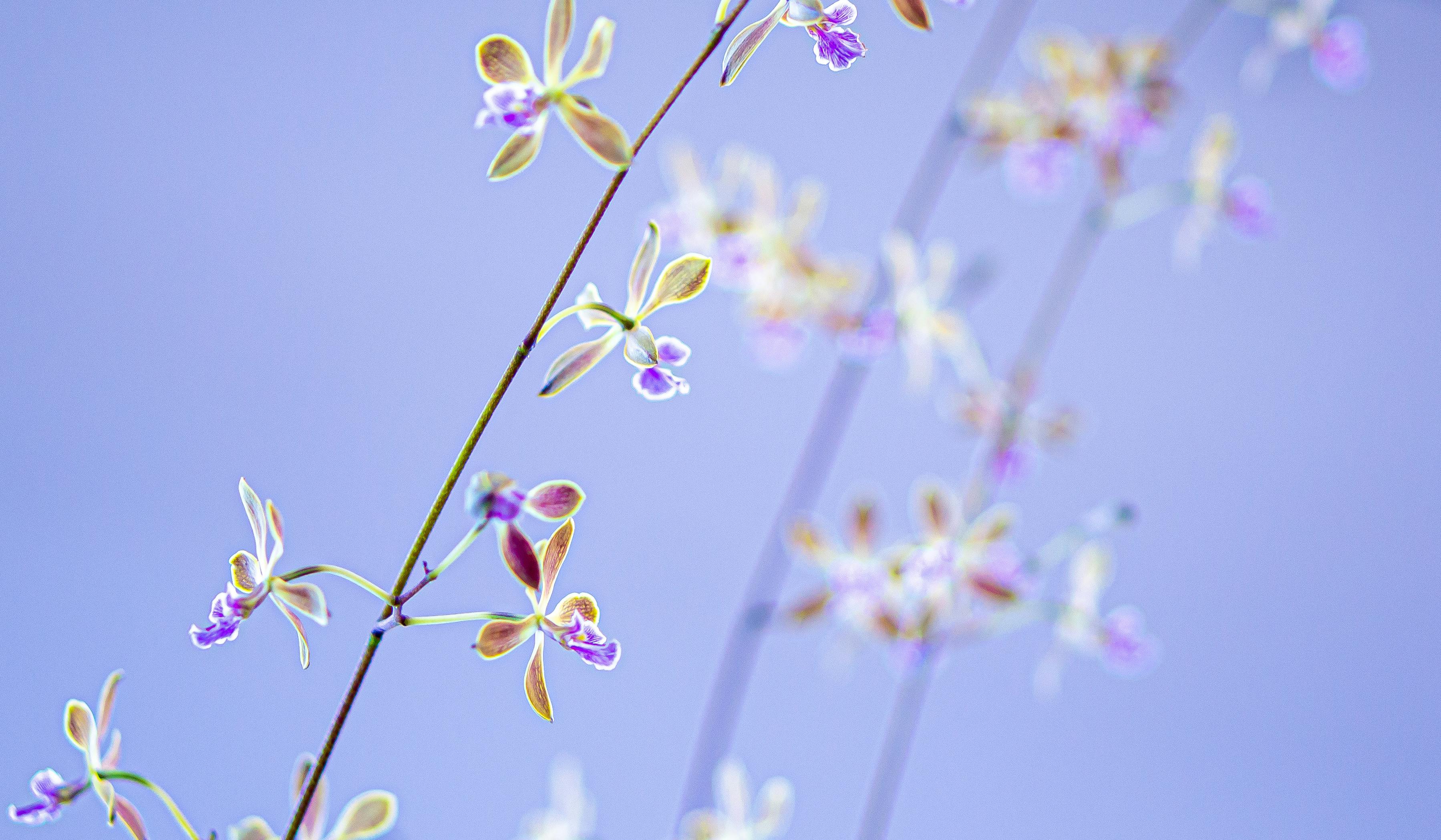 Close up of Thin Flowers · Free Stock Photo