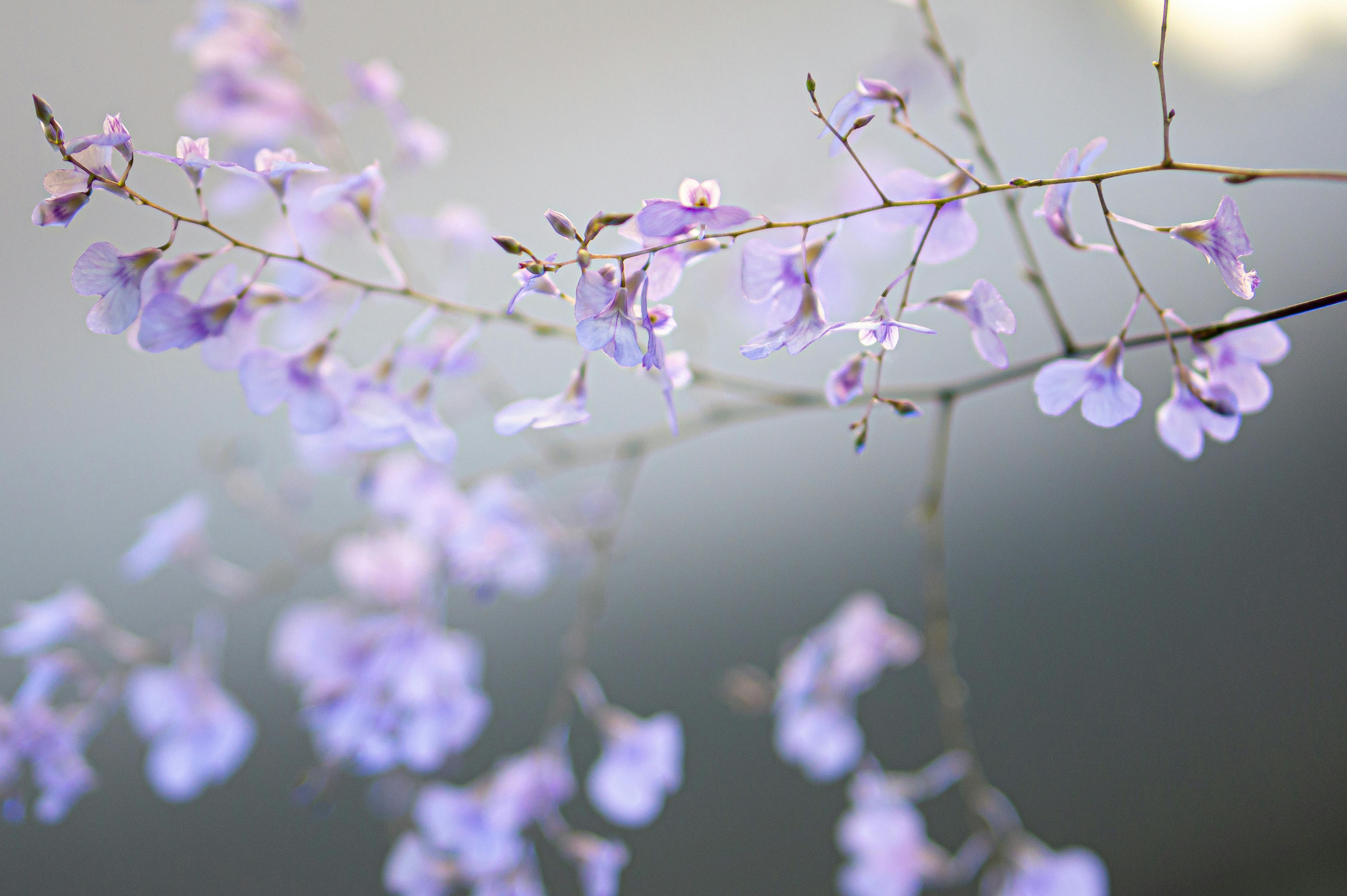 Purple Flowers in Stem · Free Stock Photo