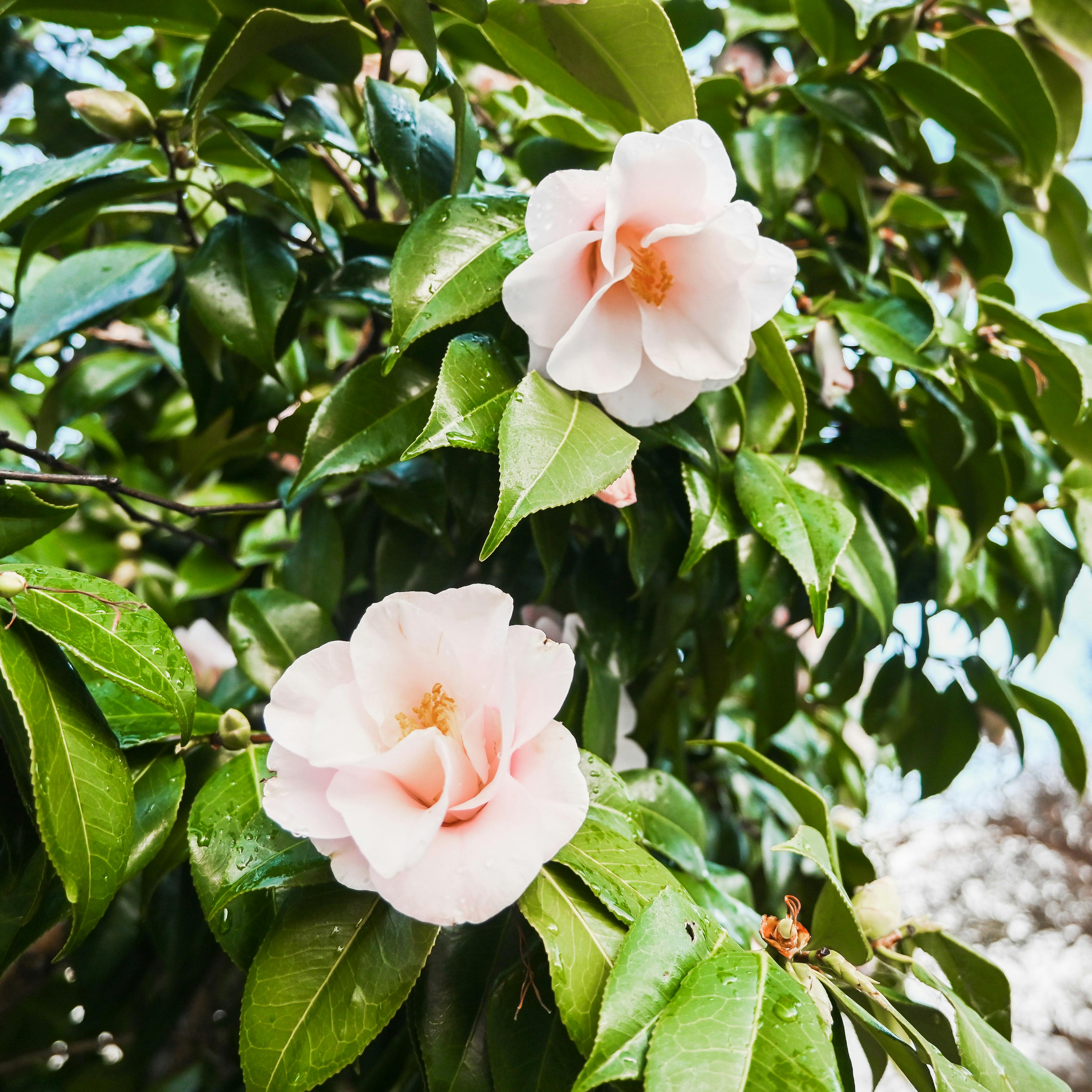 Camellia Flowers in Bloom · Free Stock Photo