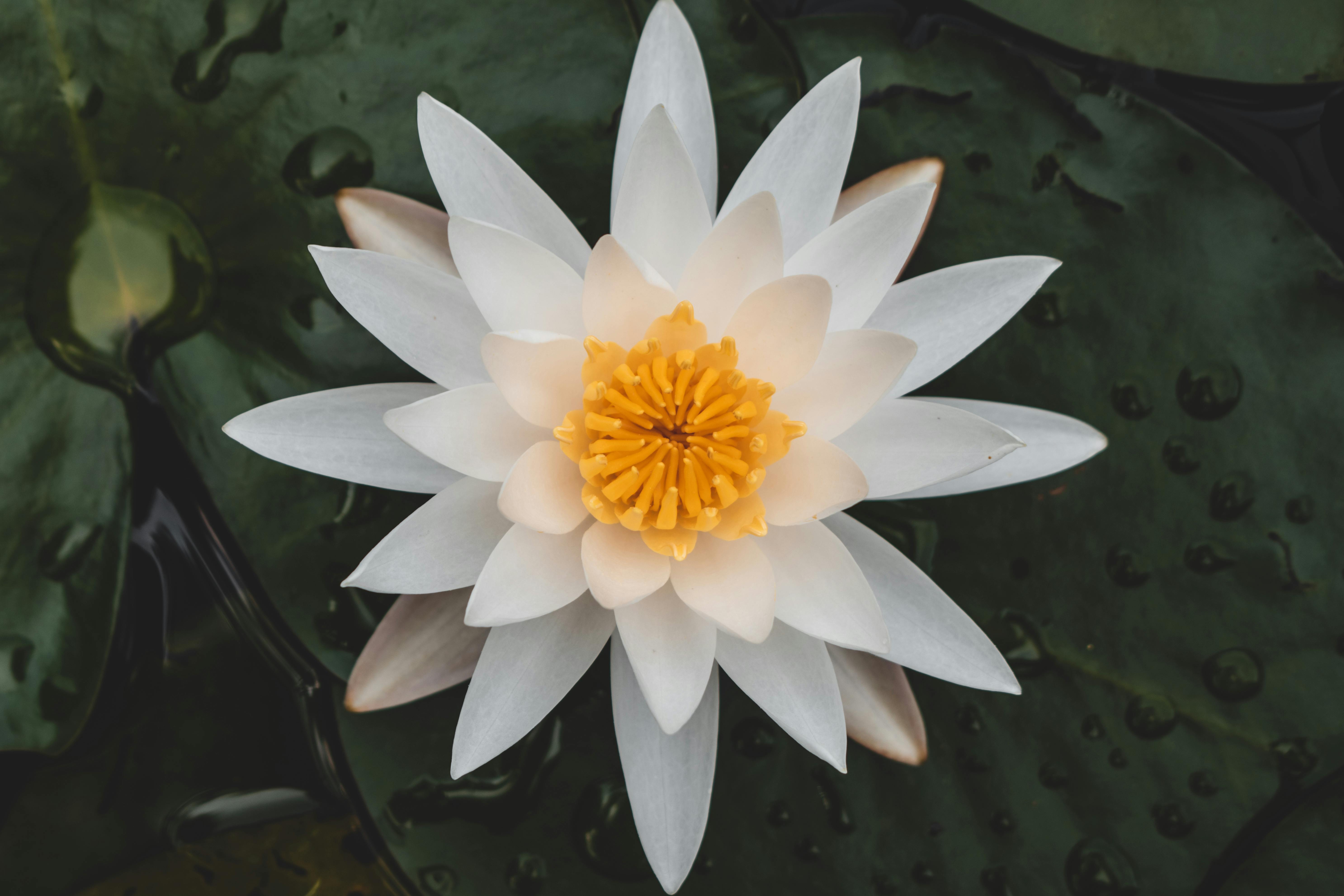 Close-Up Shot of a Water Lily · Free Stock Photo