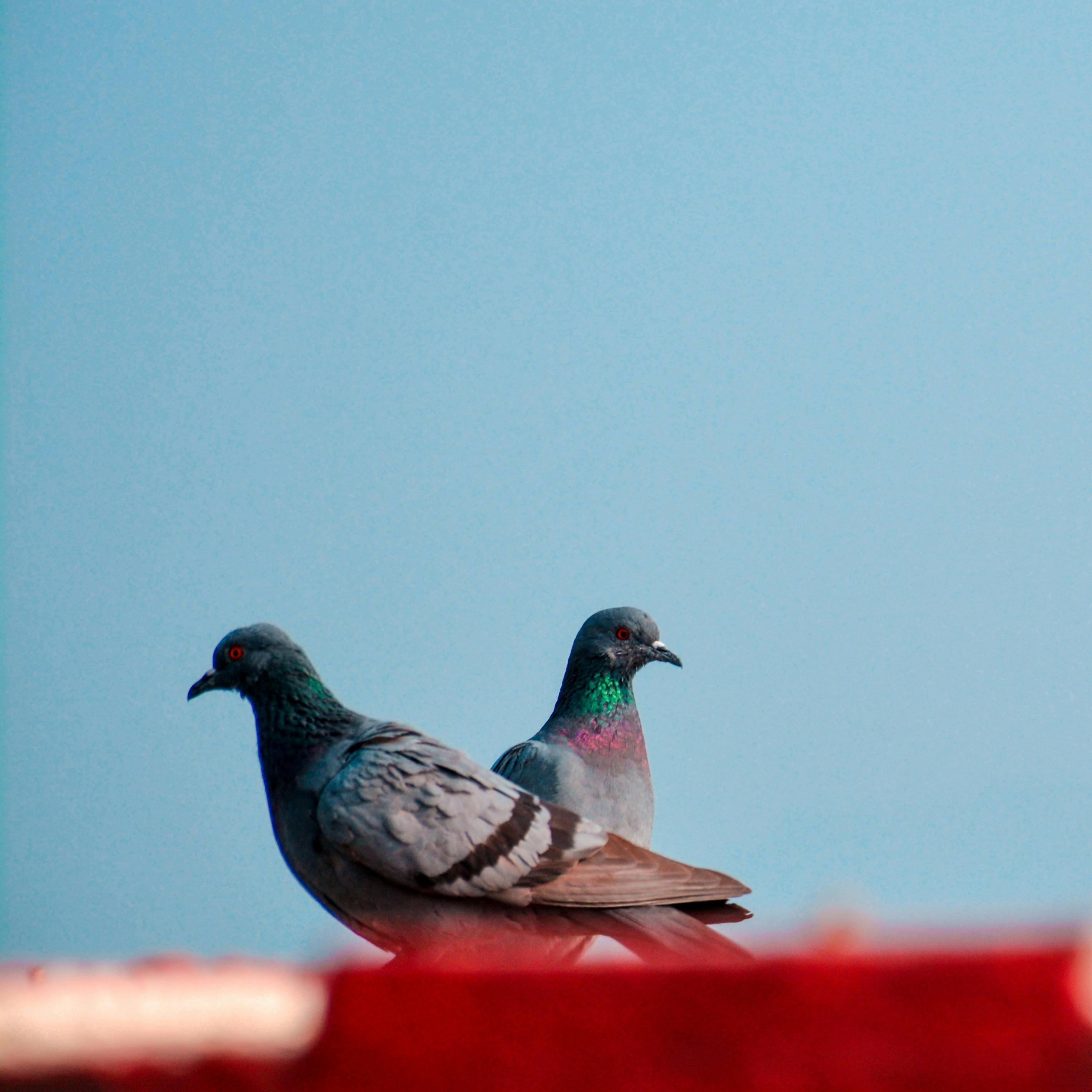 Morph Vision - Photography