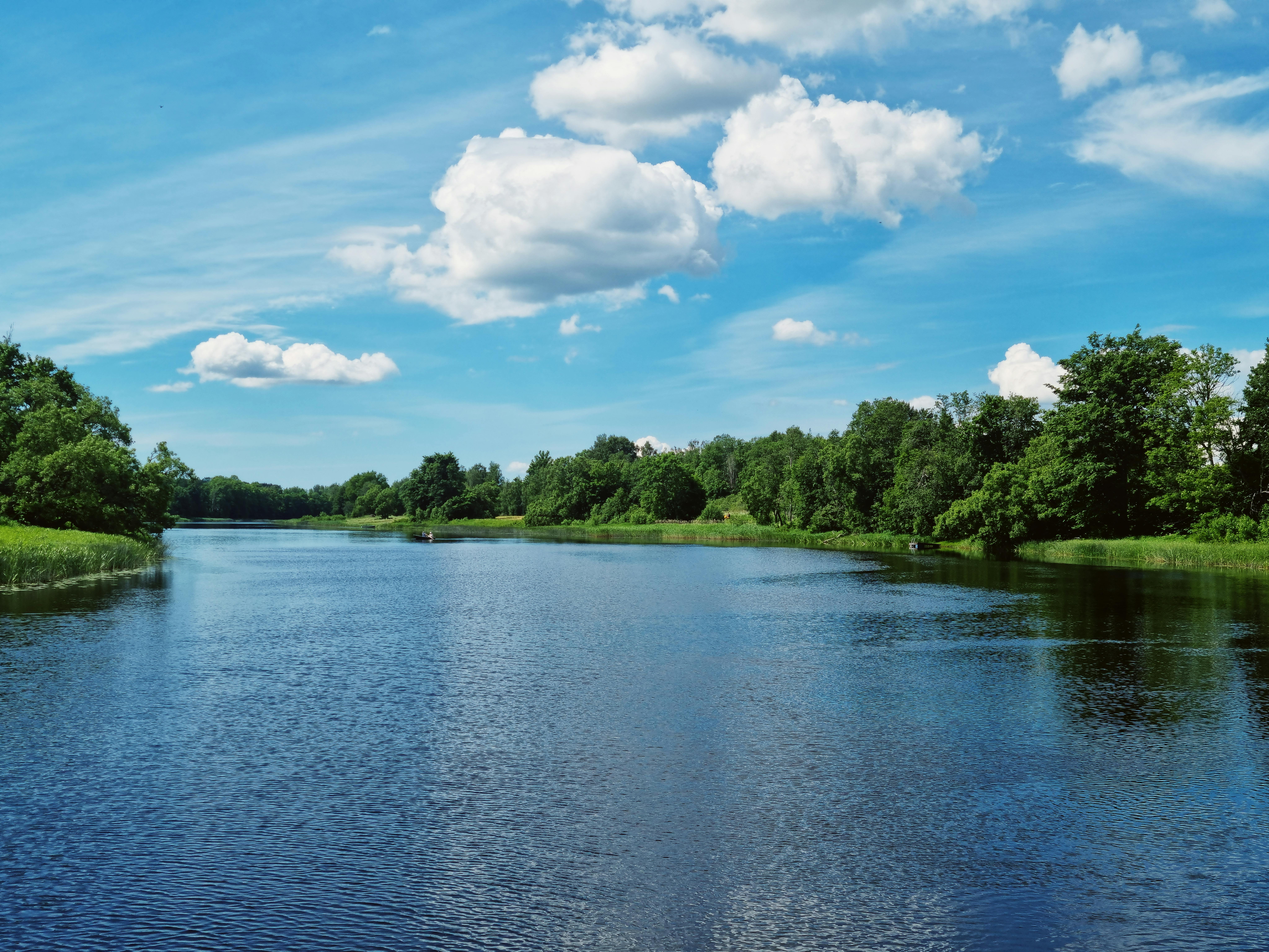 Green Trees Beside the River · Free Stock Photo