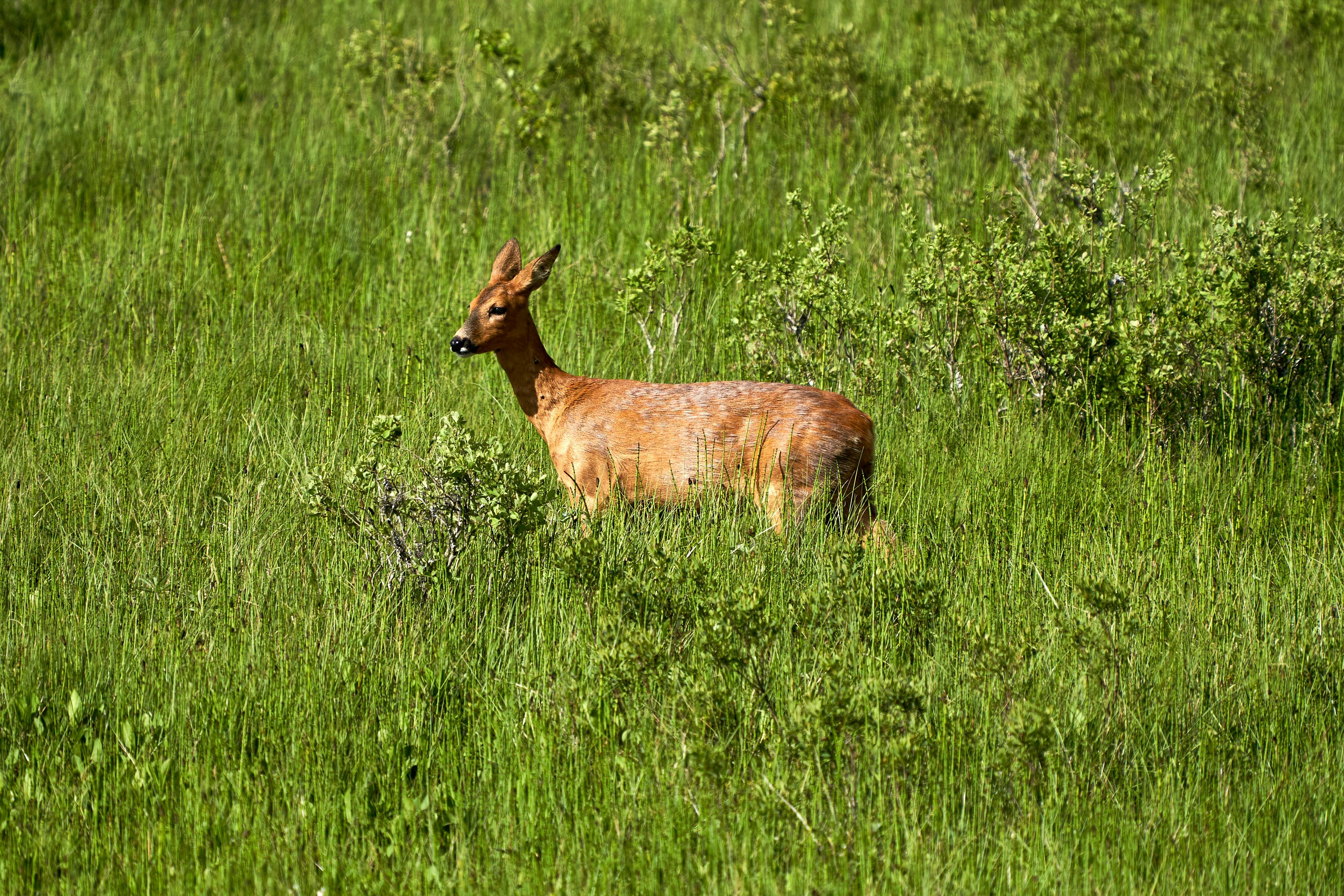 Foto de stock gratuita sobre animal, campo de hierba, ciervo canadiense ...