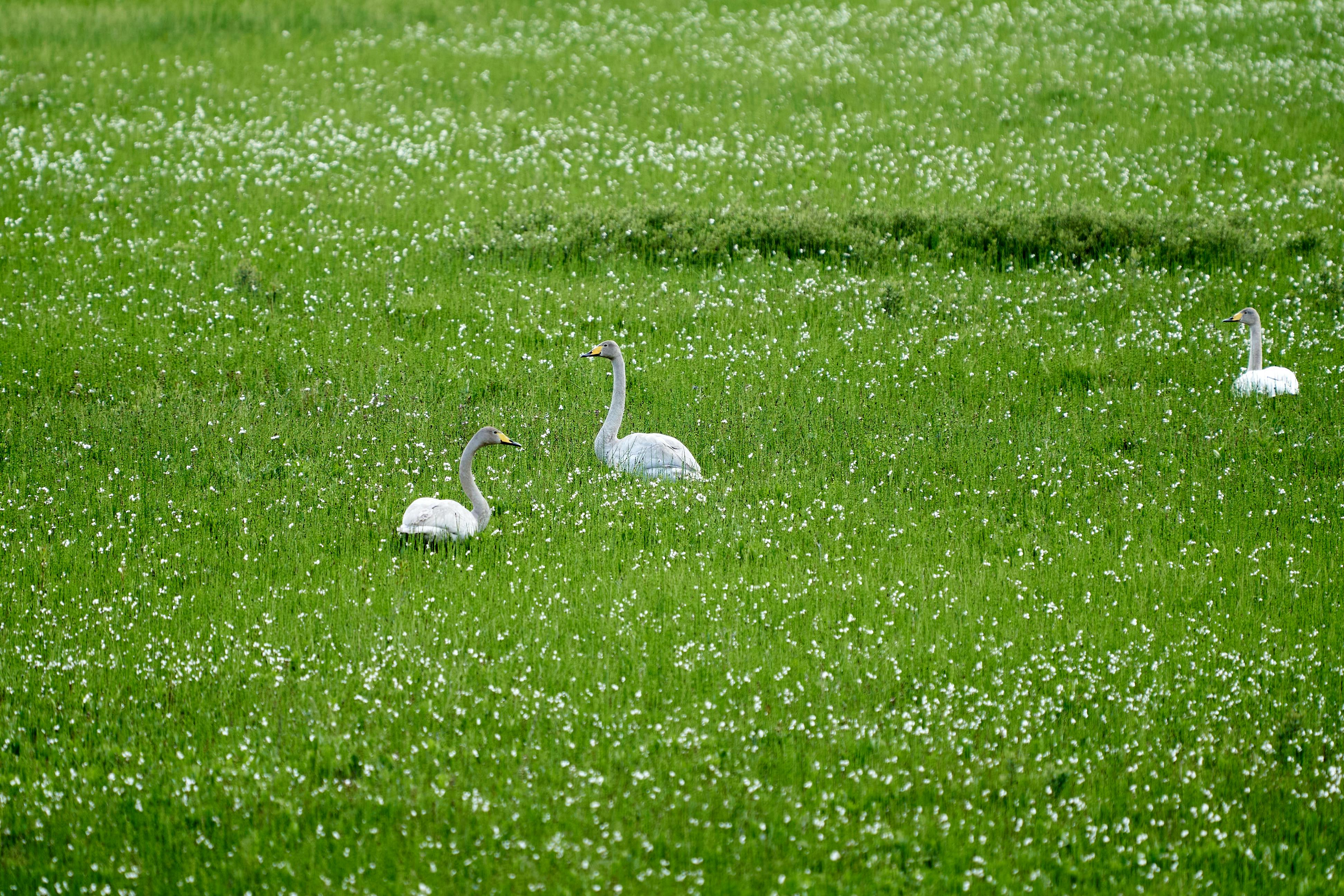 Photo of Bird On Grass Field · Free Stock Photo