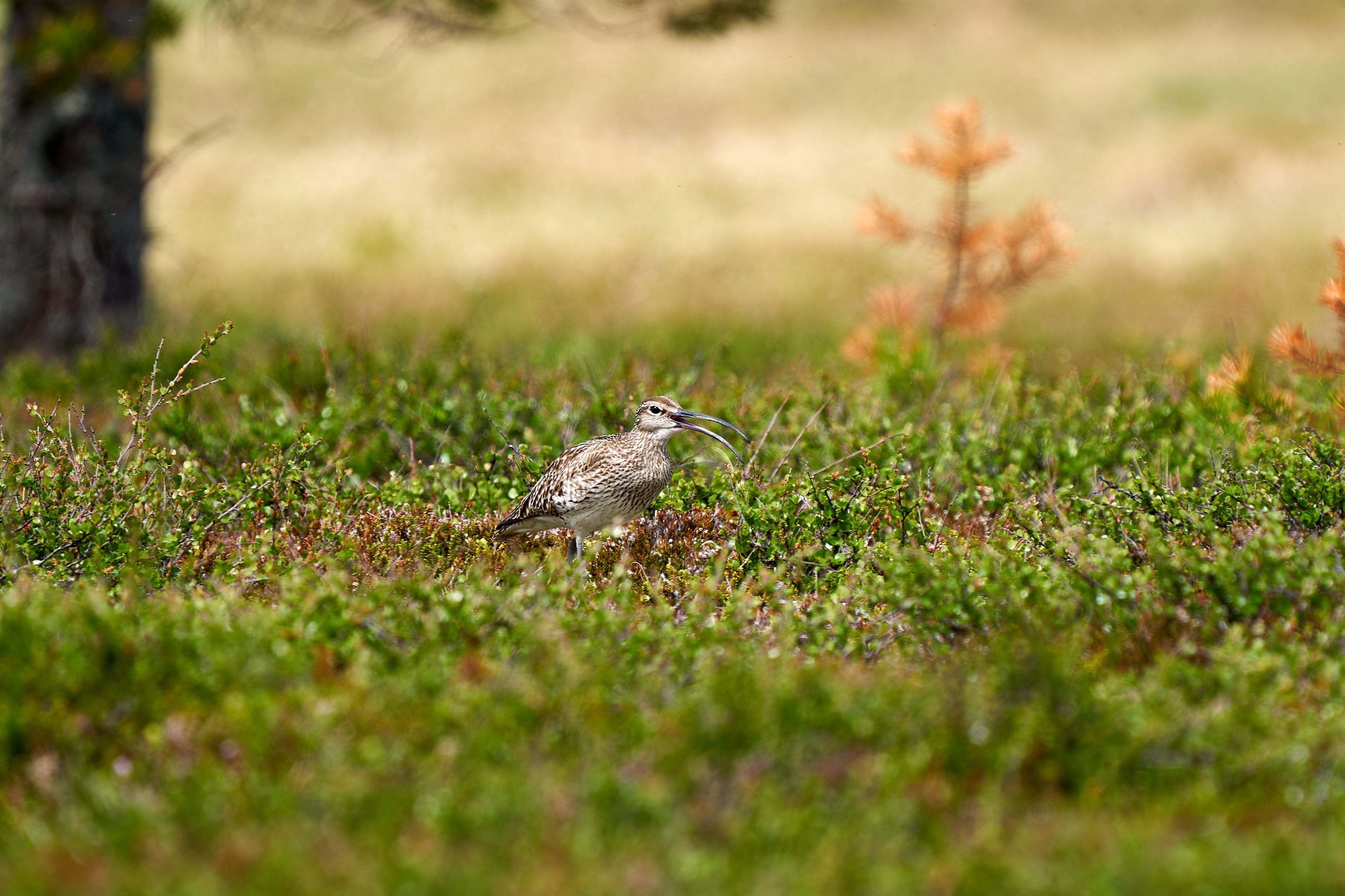 White Bird on Brown Soil · Free Stock Photo
