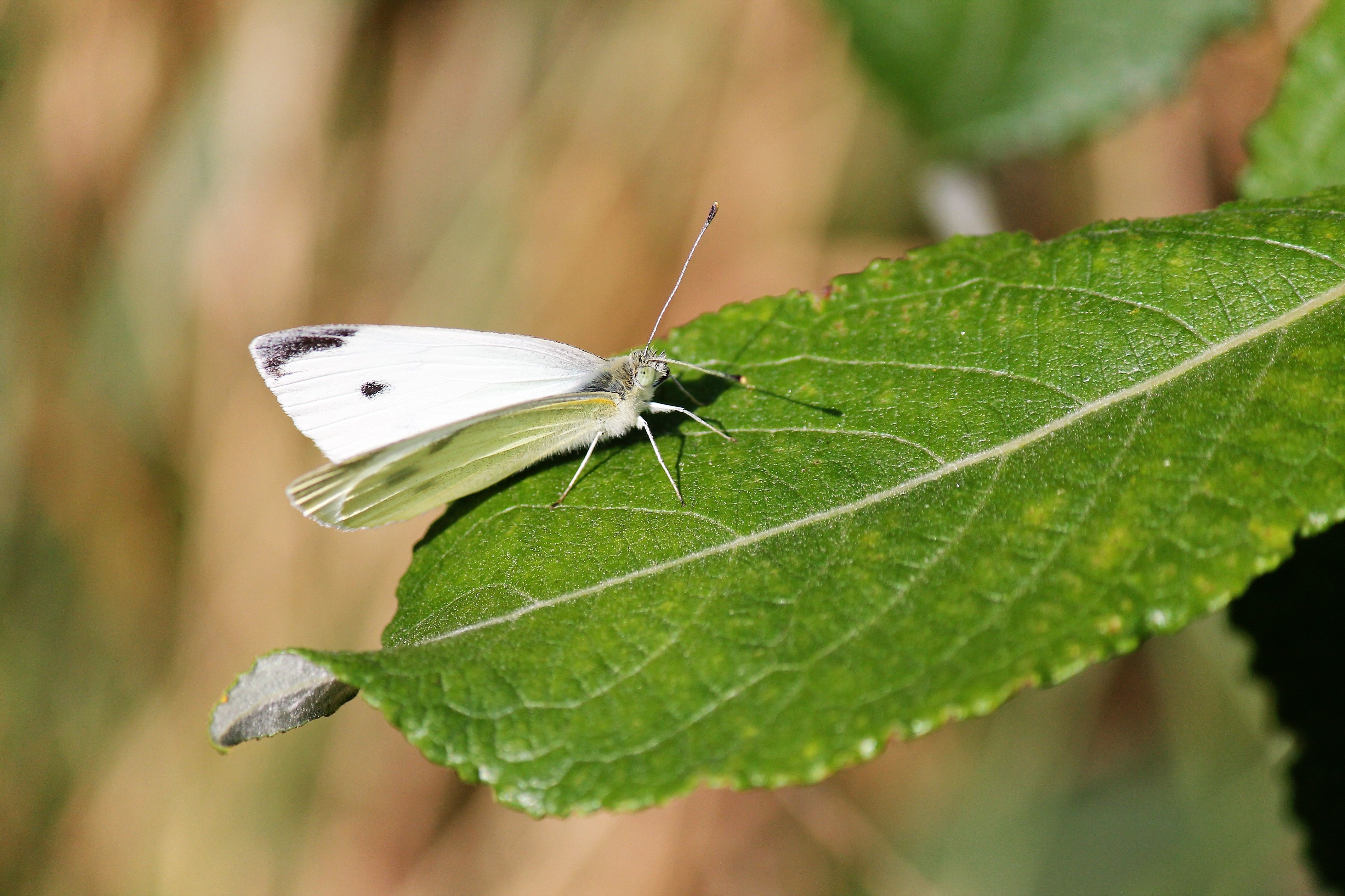 A Butterfly on a Leaf · Free Stock Photo
